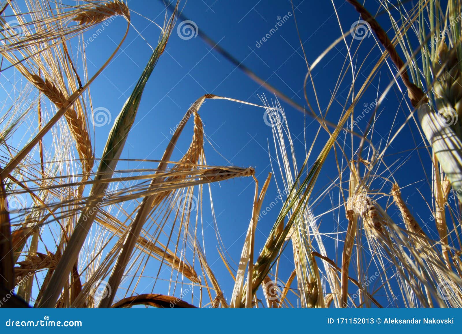 Yellow barley in the field stock image. Image of harvesting - 171152013