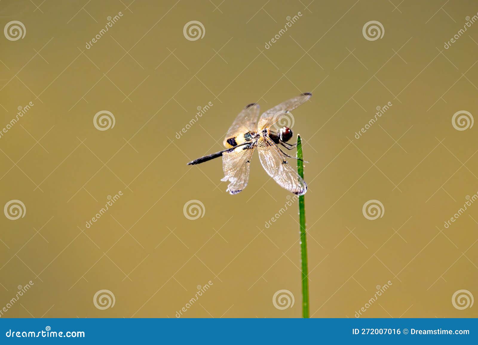 Yellow Barred Flutterer Dragonfly, Rhyothemis Phyllis Stock Photo ...
