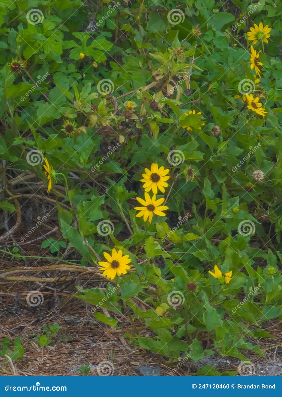 Yellow Beach Flowers stock photo. Image of autumn, produce - 247120460