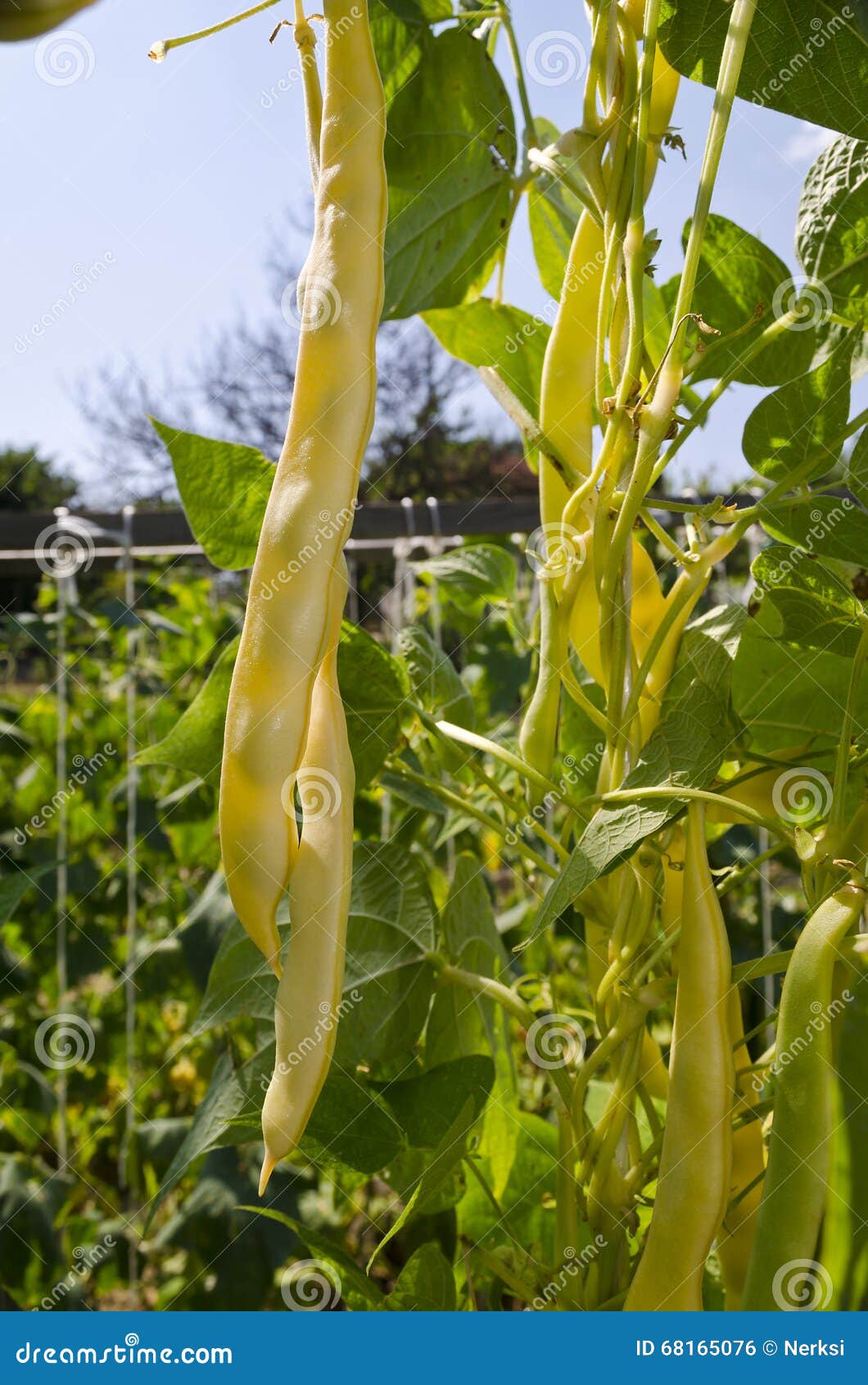Yellow bean stock photo. Image of close, health, garden - 68165076
