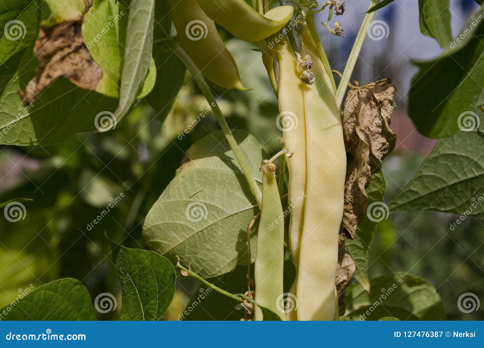 Yellow bean growing stock image. Image of background - 127476387