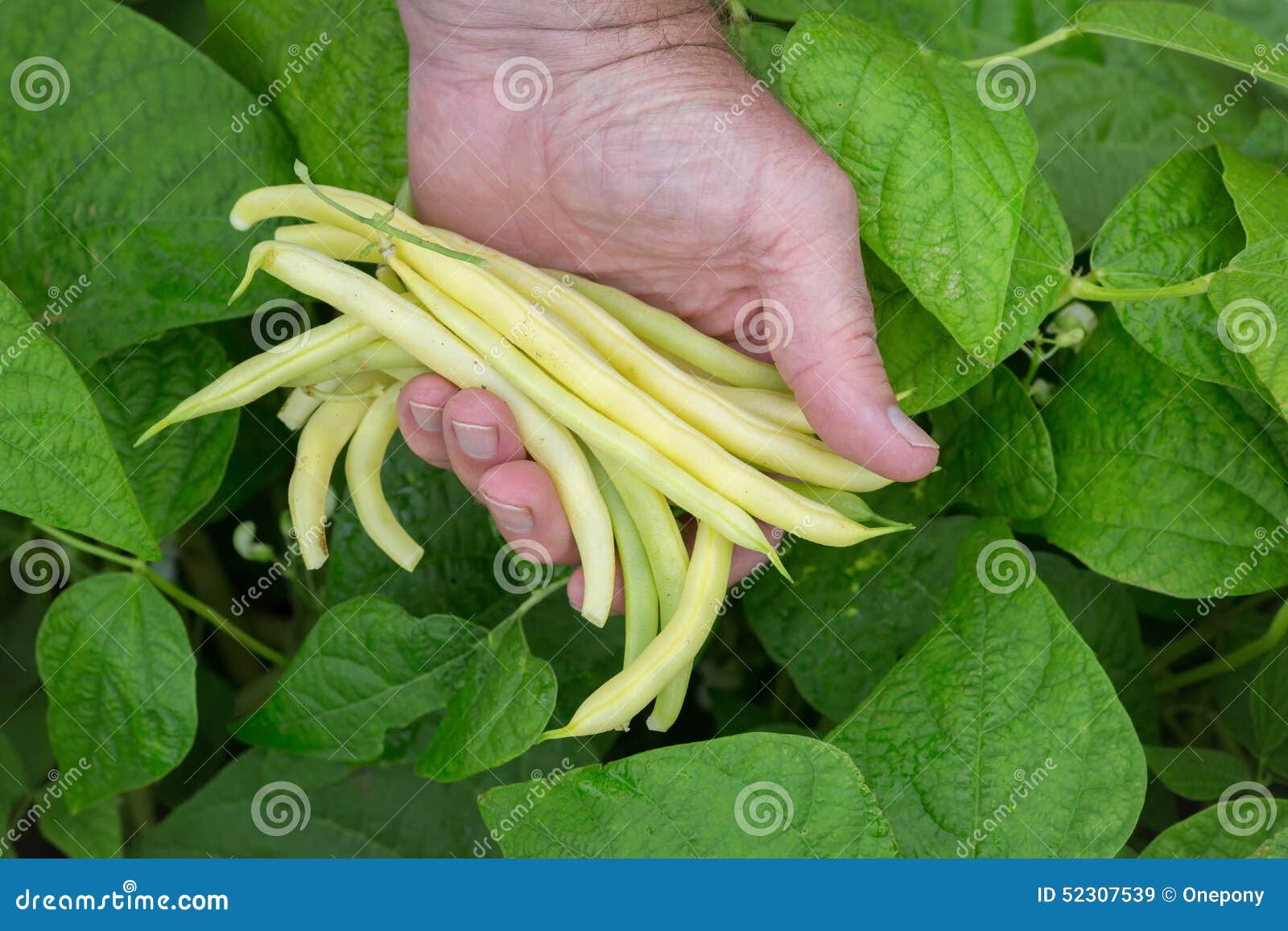 Yellow Beans stock image. Image of outside, fresh, home - 52307539