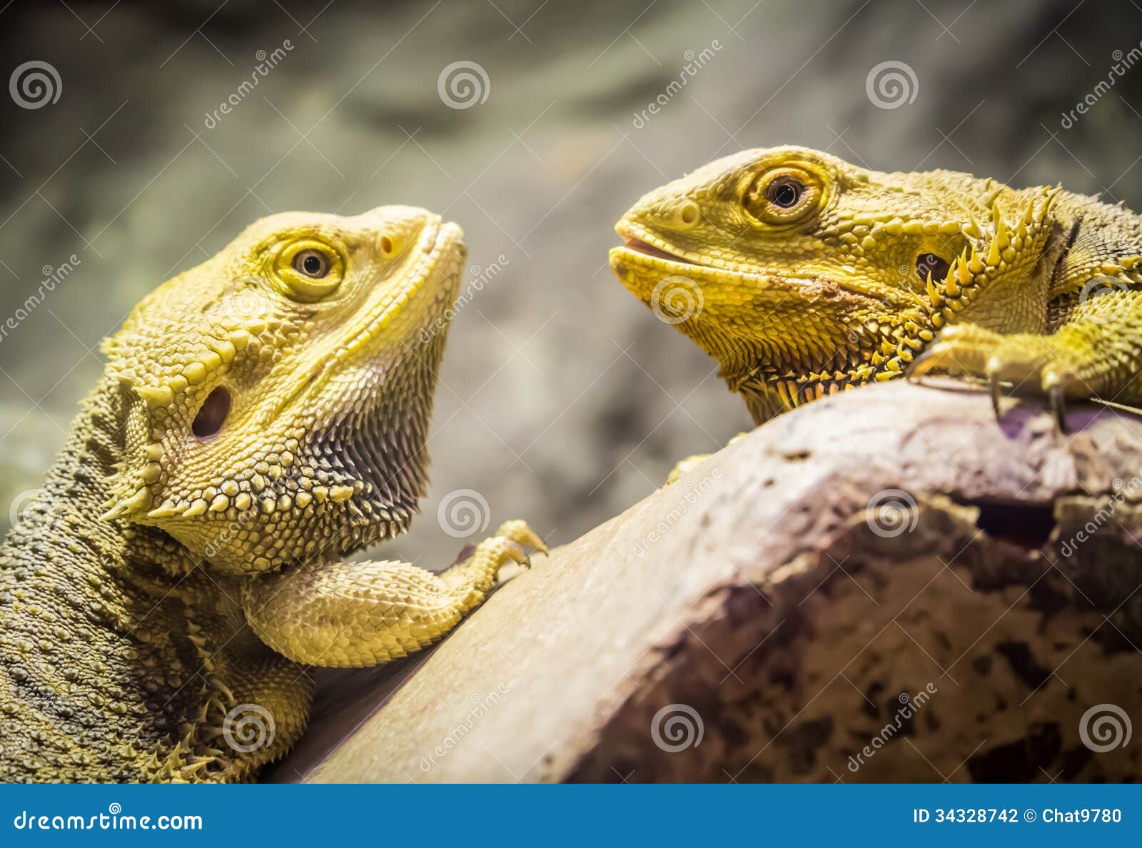Yellow bearded dragons stock photo. Image of bearded - 34328742