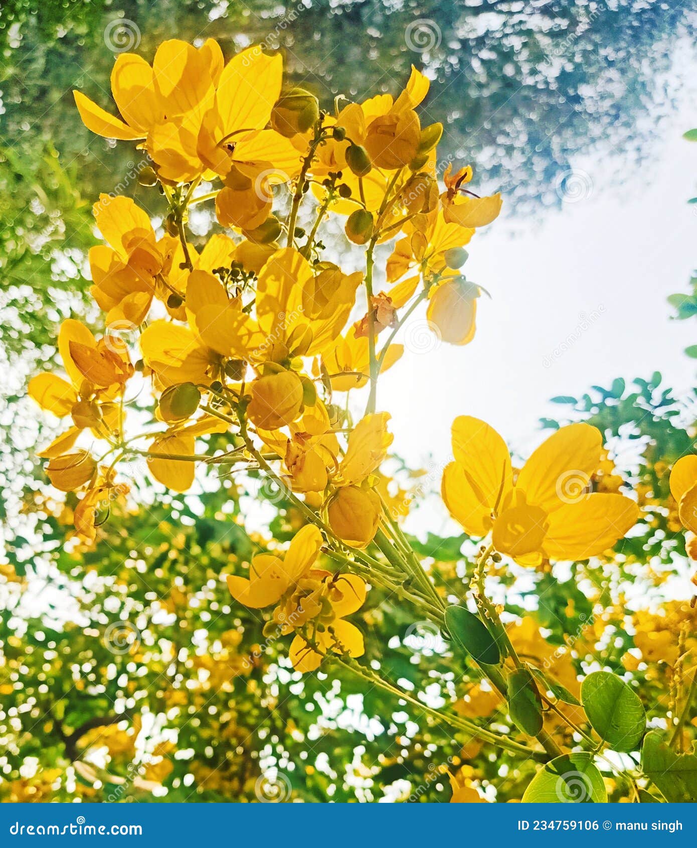 Yellow Beautiful Flowers in Daylight Stock Photo - Image of yellow ...