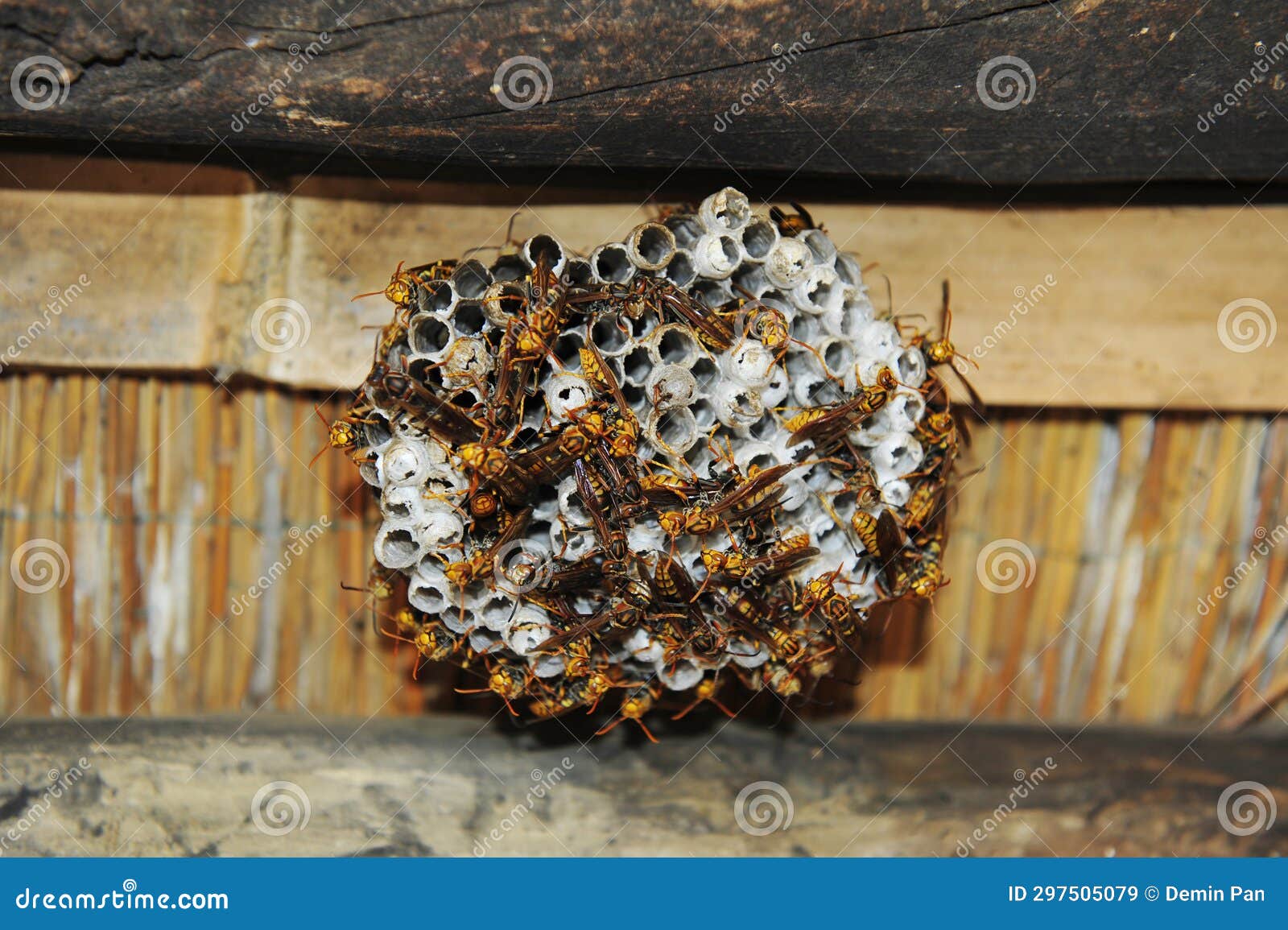 Yellow Beautiful Hives, Honey, Background Stock Image - Image of ...