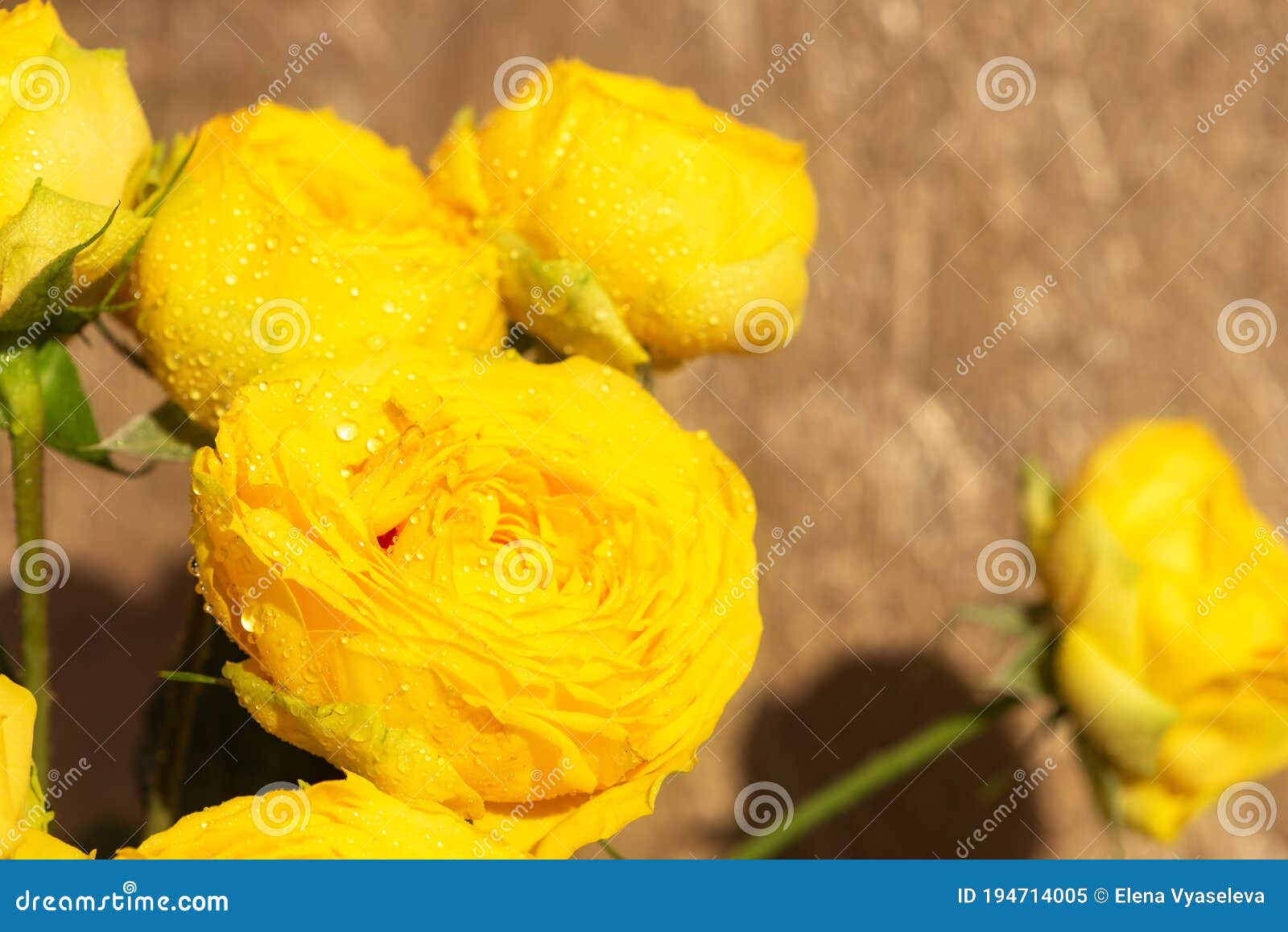 Yellow Beautiful Roses in Drops of Dew. Background of Roses Stock Image ...