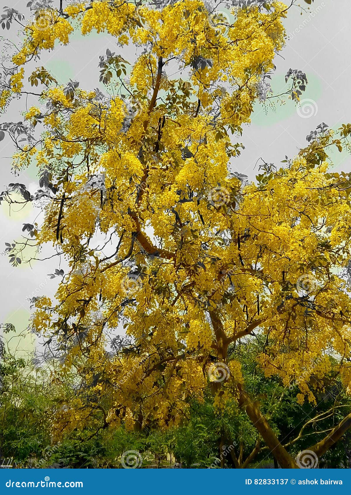 Beautiful Yellowtree Stock Photos - Free & Royalty-Free Stock Photos ...