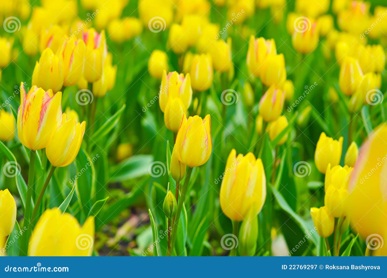 Yellow beautiful tulips stock image. Image of plant, horizontal - 22769297