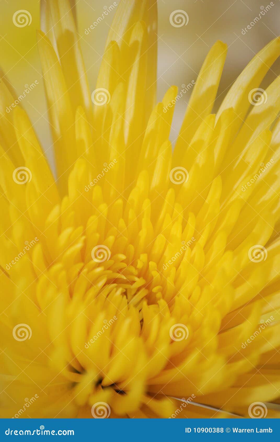 Yellow beauty stock photo. Image of alive, petal, flower - 10900388