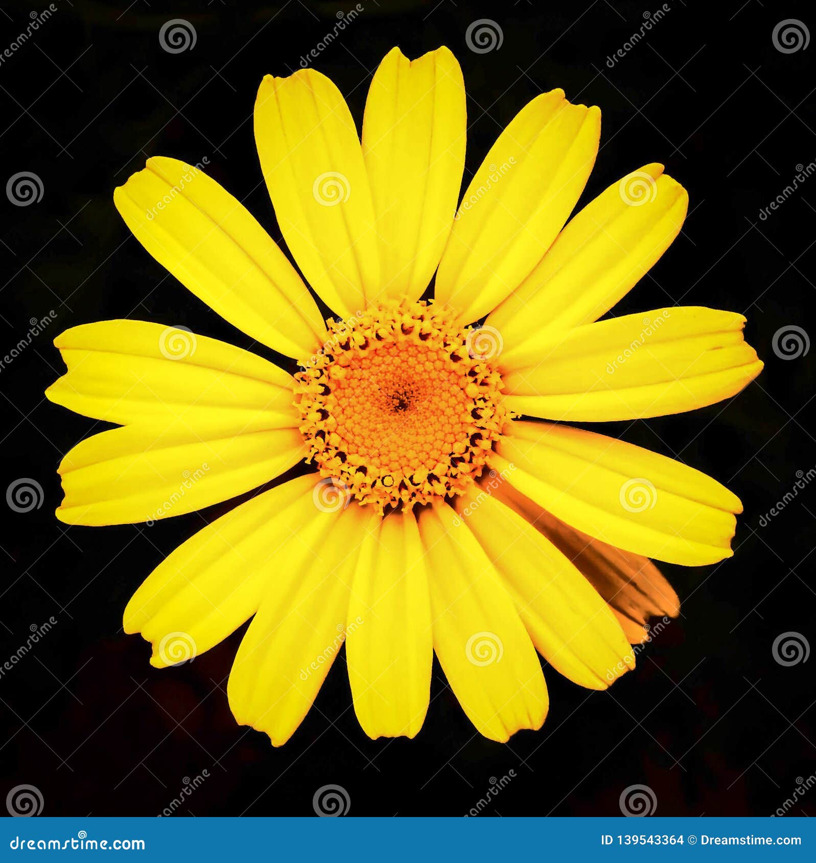 Yellow beauty stock photo. Image of yellow, beautiful - 139543364