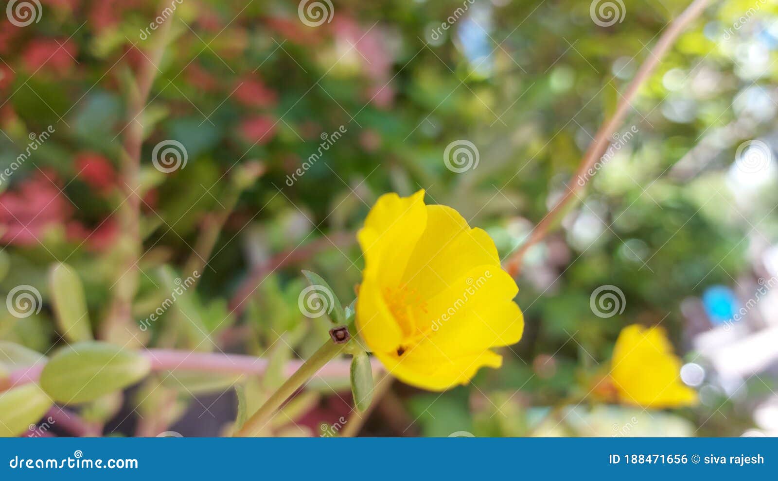 Yellow beauty stock photo. Image of insect, branch, sunlight - 188471656