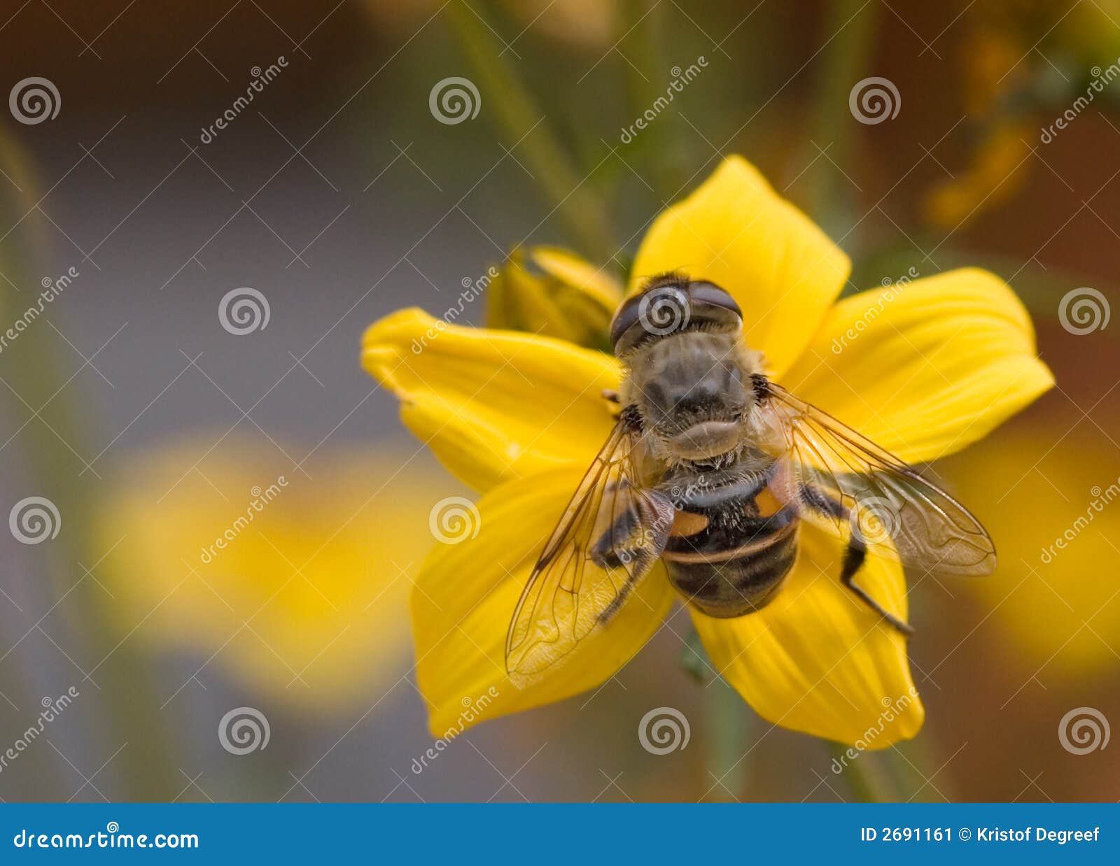 Yellow and bee stock image. Image of grass, little, isolated - 2691161