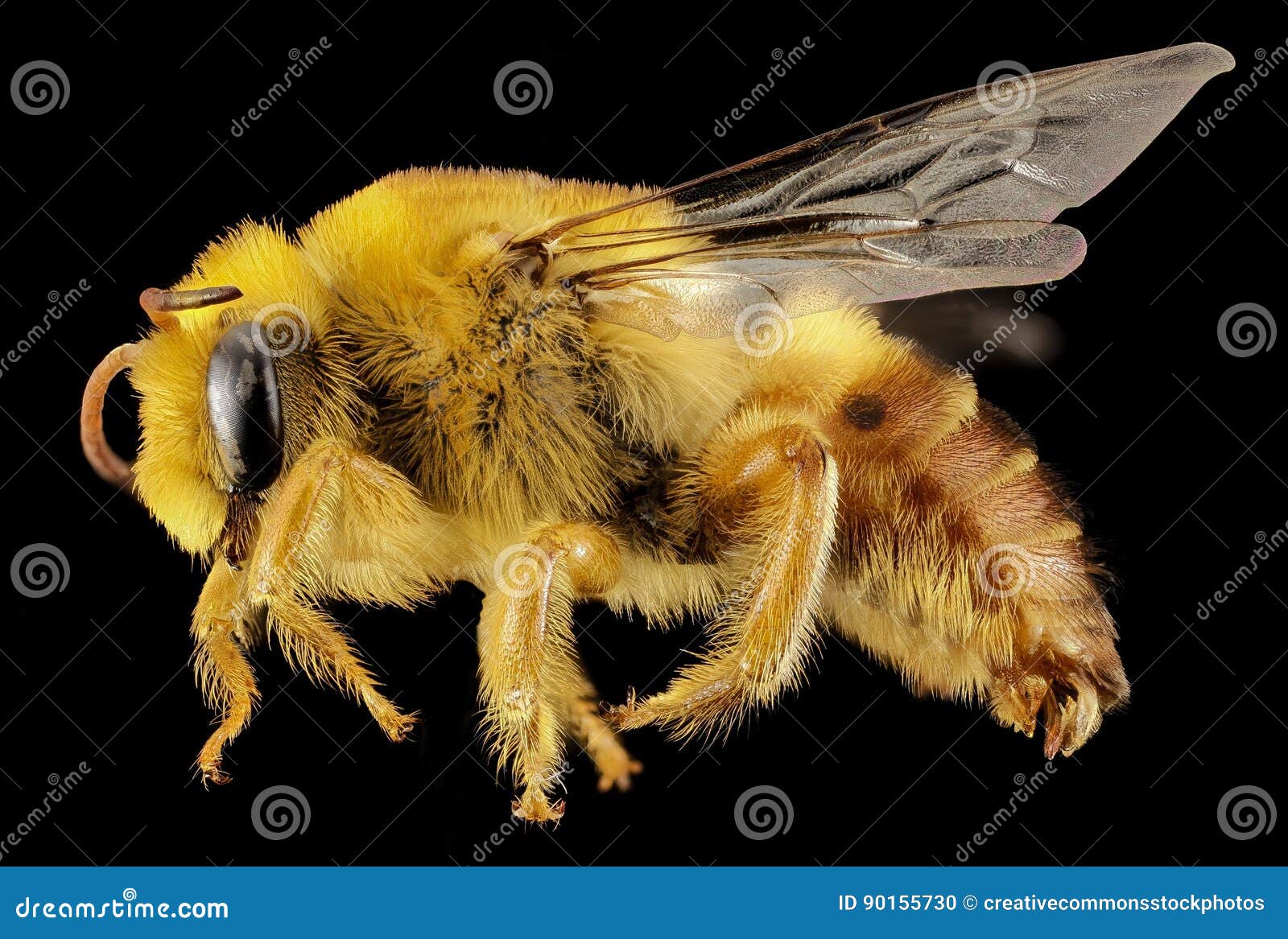 Yellow Bee Picture. Image: 90155730
