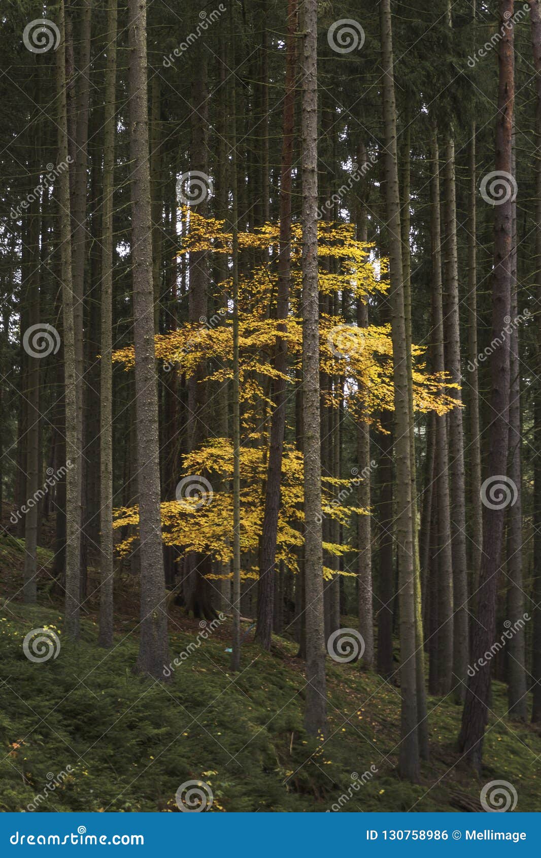 Yellow beech among firs stock photo. Image of bright - 130758986