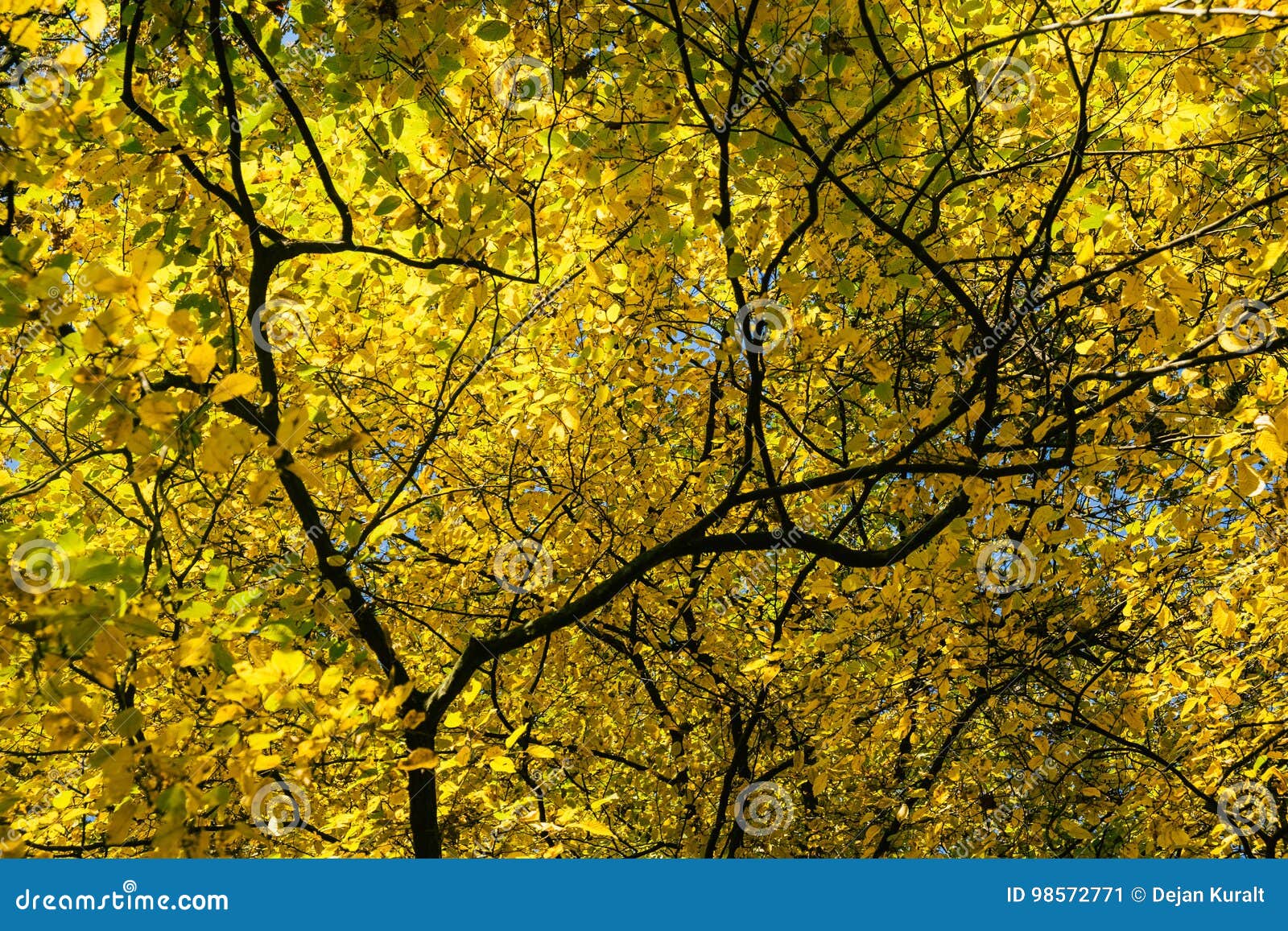 Beech tree at fall. stock image. Image of outdoor, autumn - 98572771
