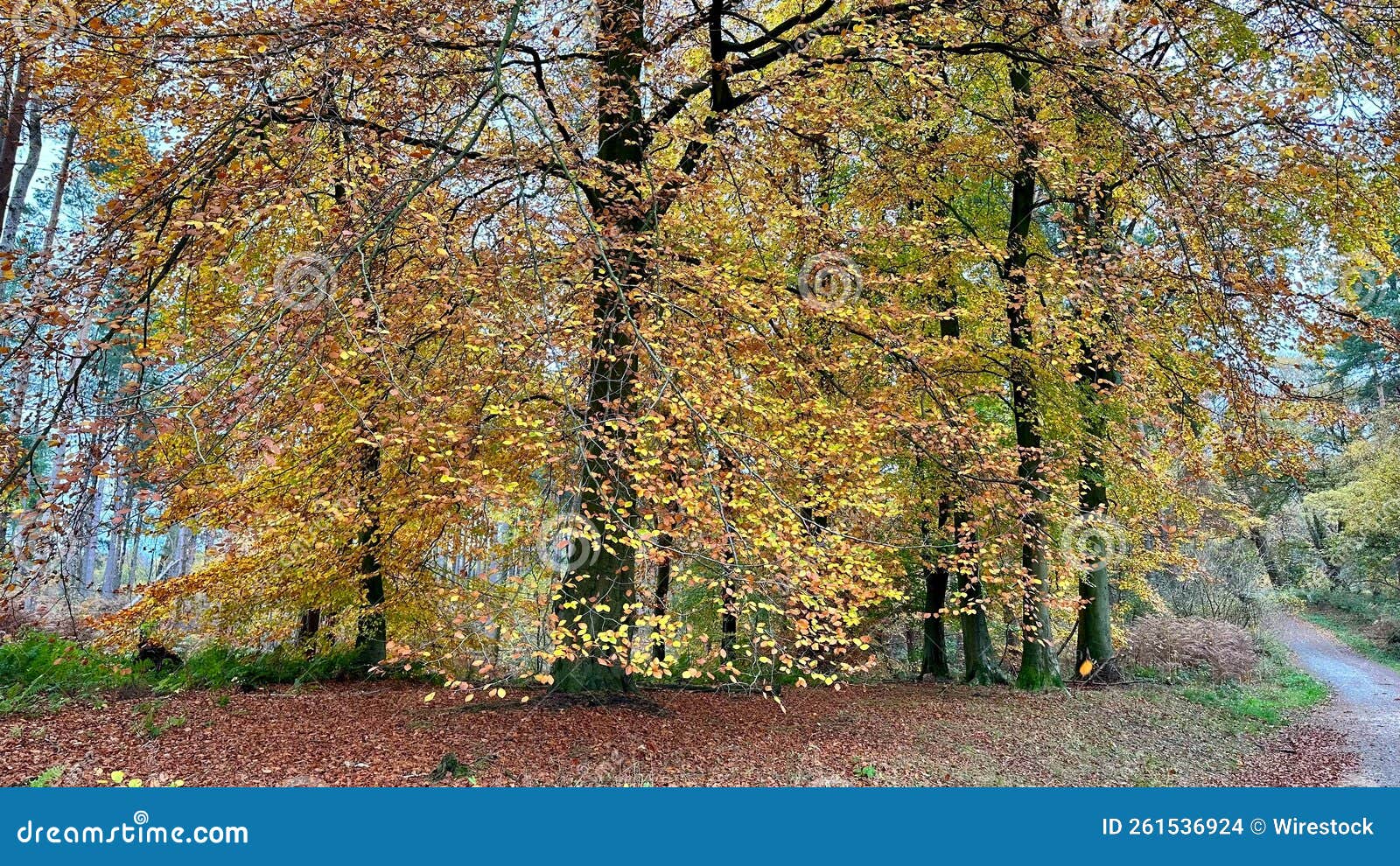 Yellow Beech Tree in a Forest at Fall Stock Photo - Image of outdoor ...