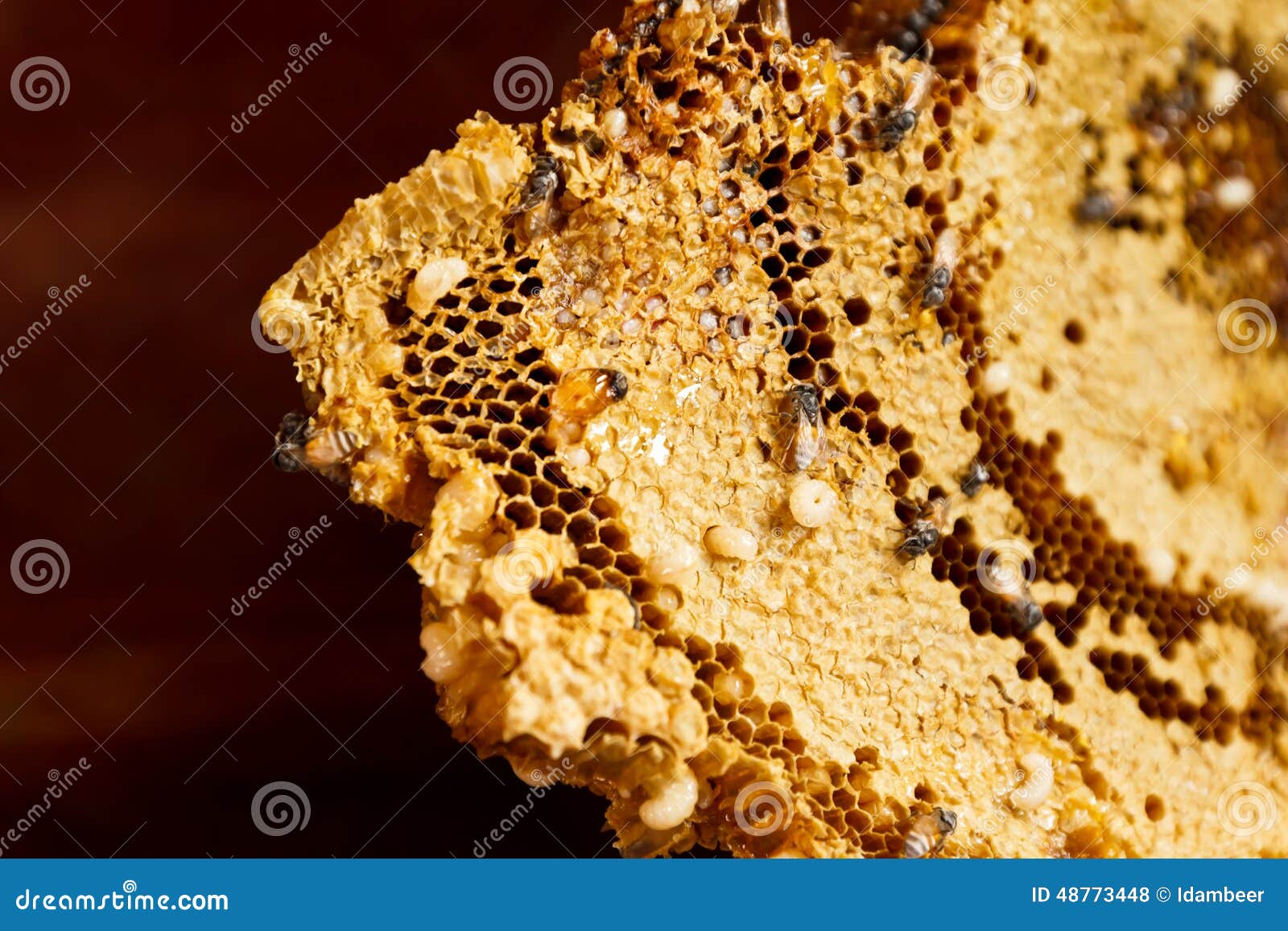 Yellow beehive stock photo. Image of wild, honey, pattern - 48773448