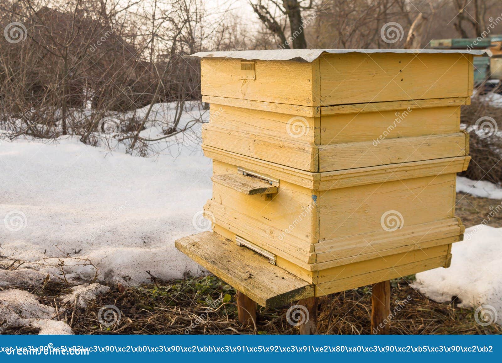 Yellow Beehive after Winter. Processing and Feeding of Bees Stock Photo ...
