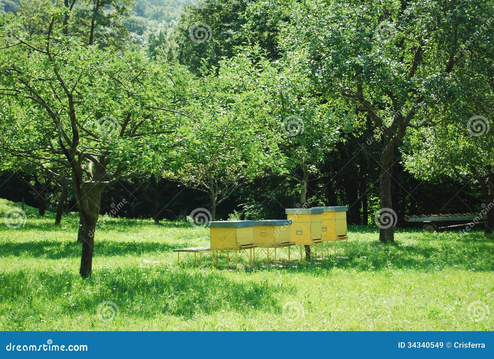 Yellow beehives stock image. Image of beehives, summer - 34340549