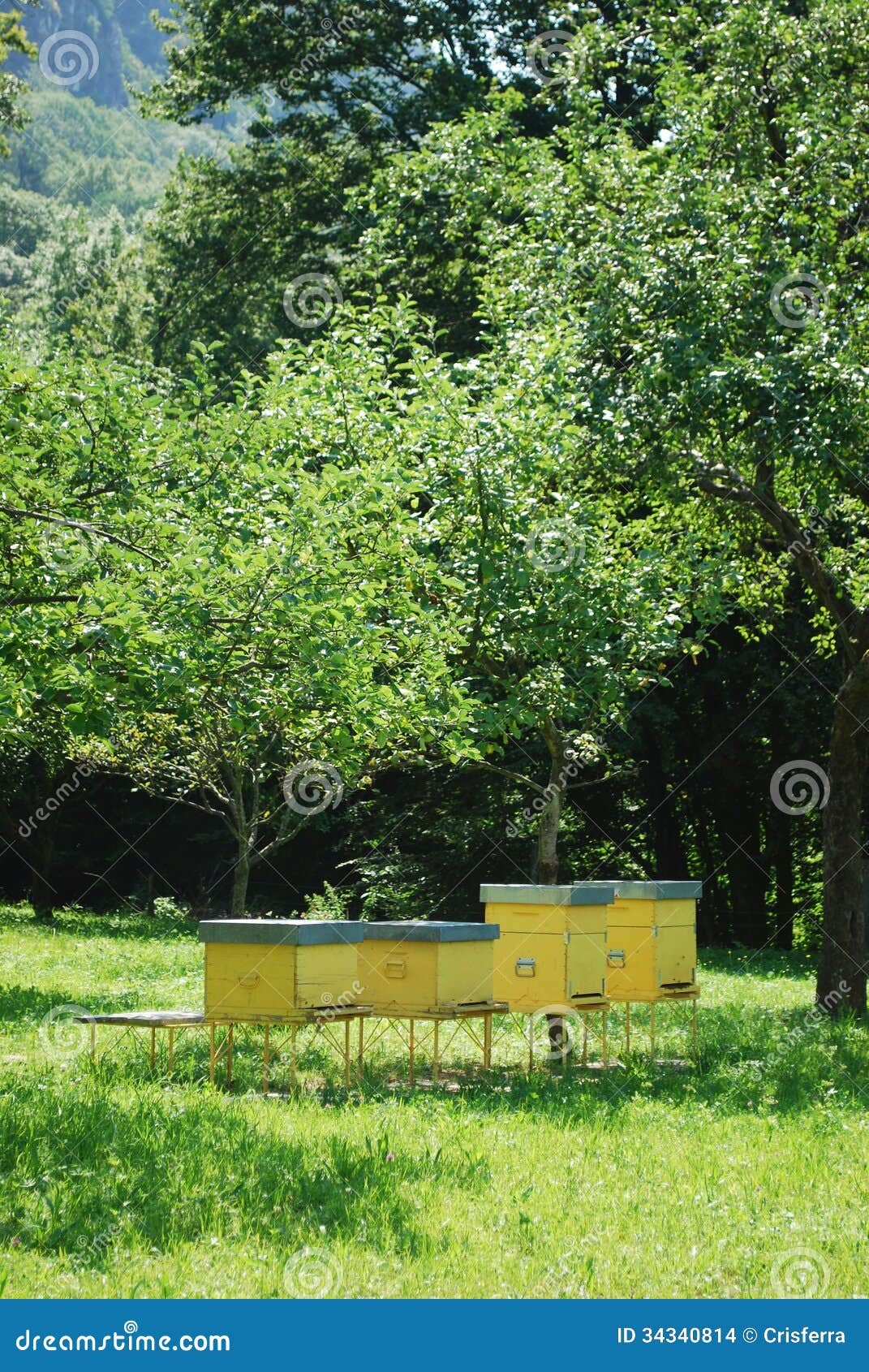 Yellow beehives stock photo. Image of country, farm, harvest - 34340814