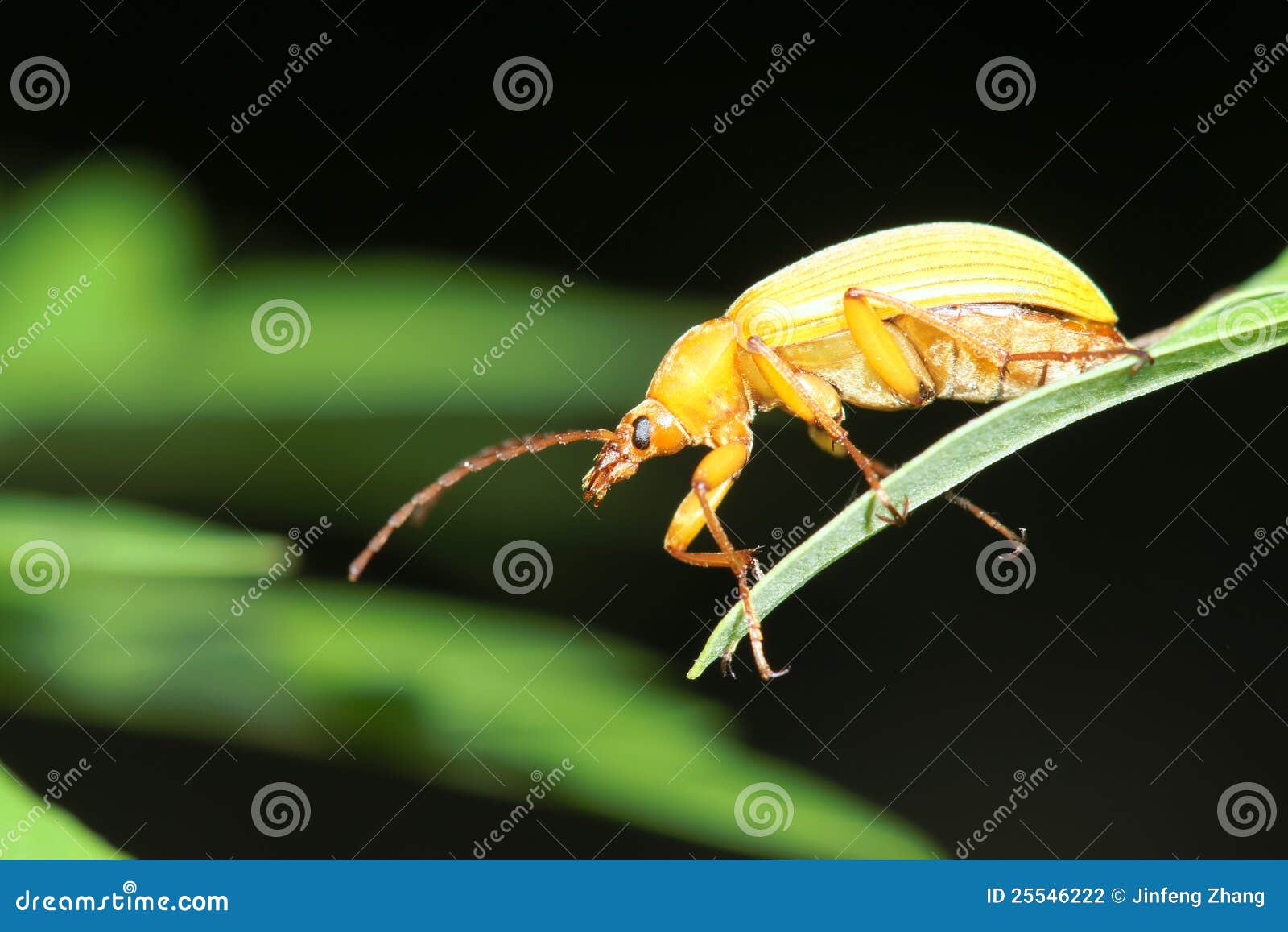 Yellow beetle stock photo. Image of closeup, close, nature - 25546222