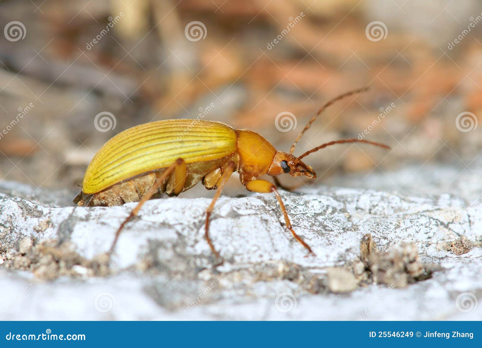 Yellow beetle stock image. Image of nature, wildlife - 25546249