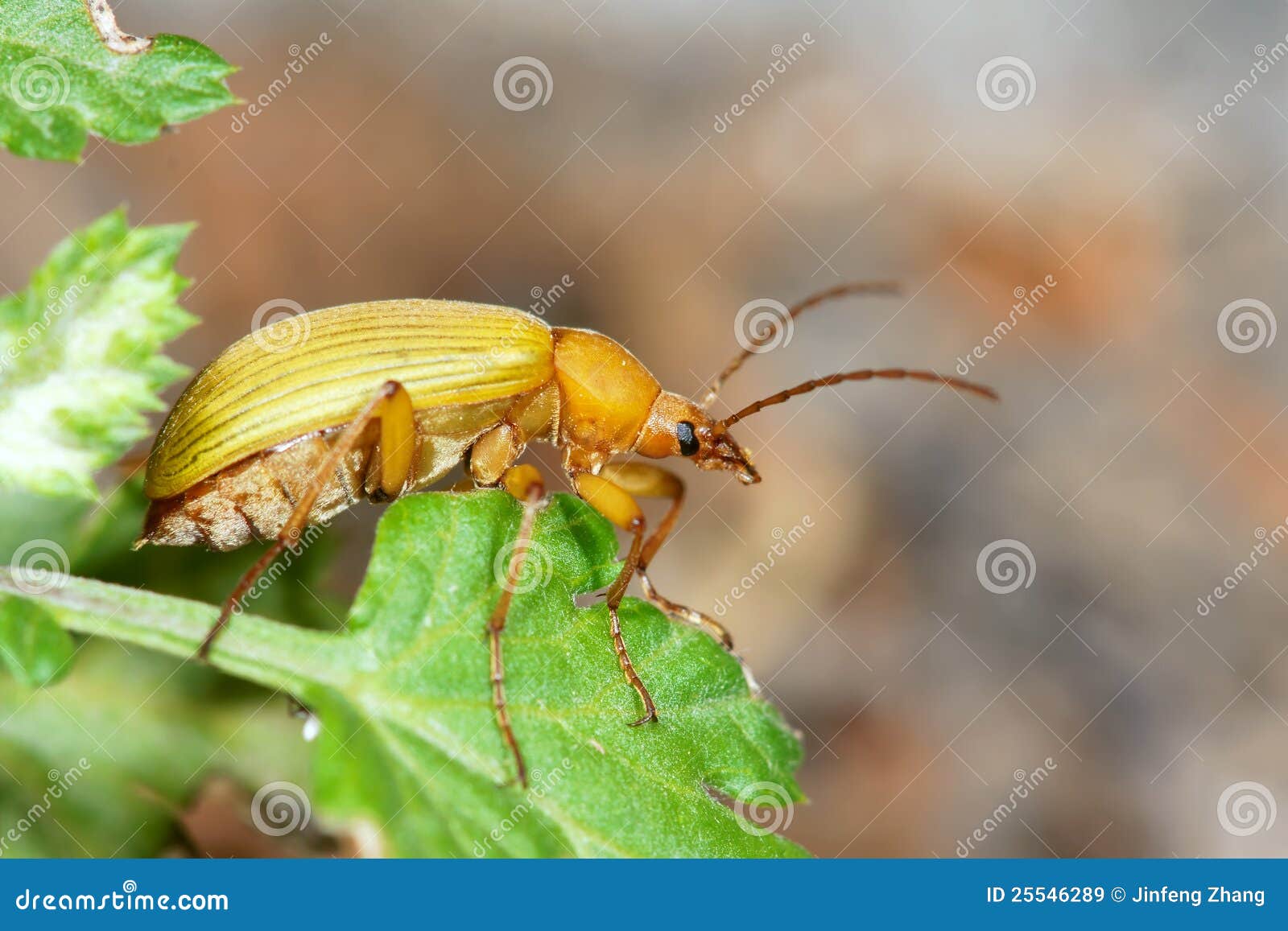 Yellow beetle stock image. Image of yellow, close, animals - 25546289