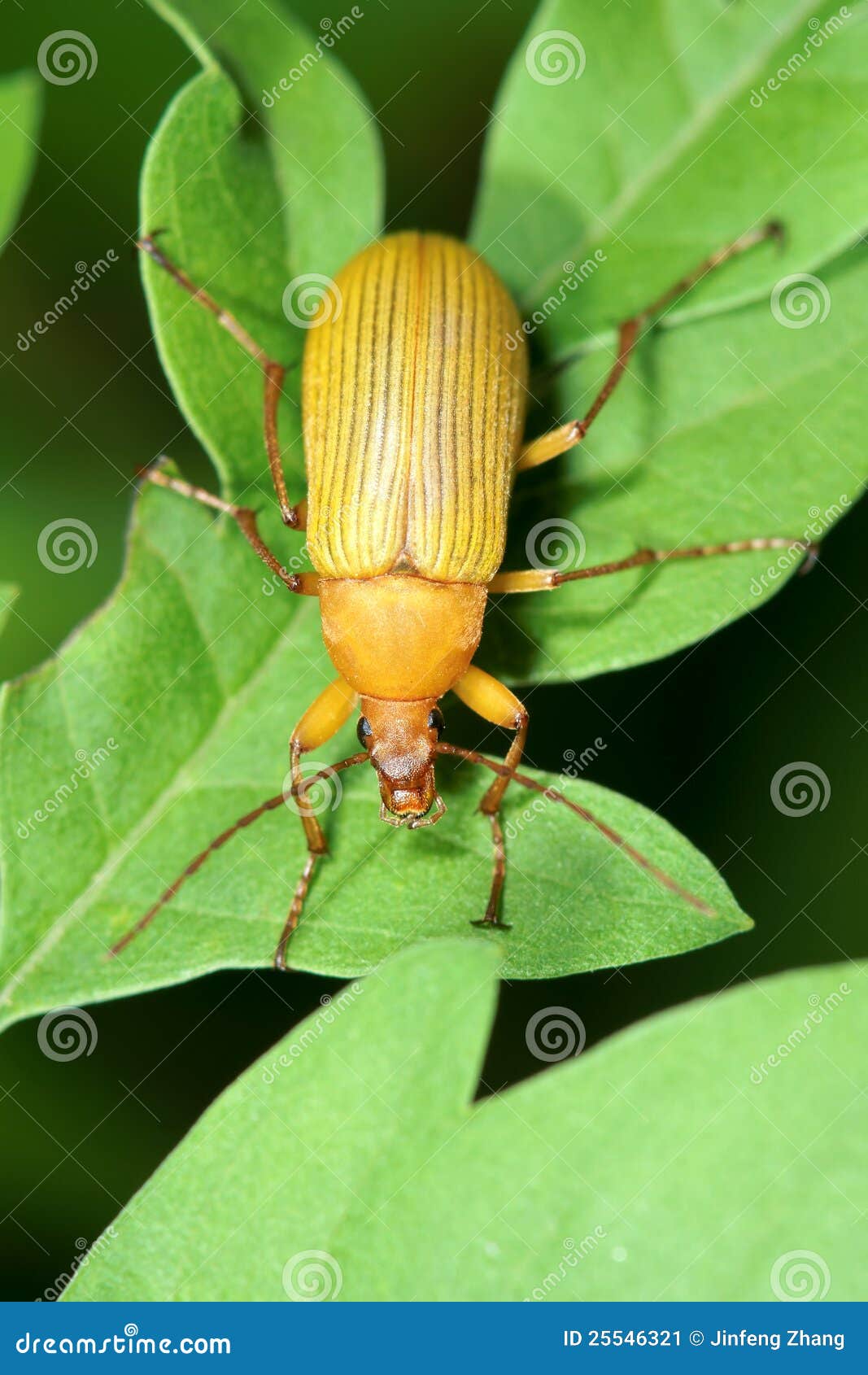 Yellow beetle stock image. Image of macro, closeup, animal - 25546321
