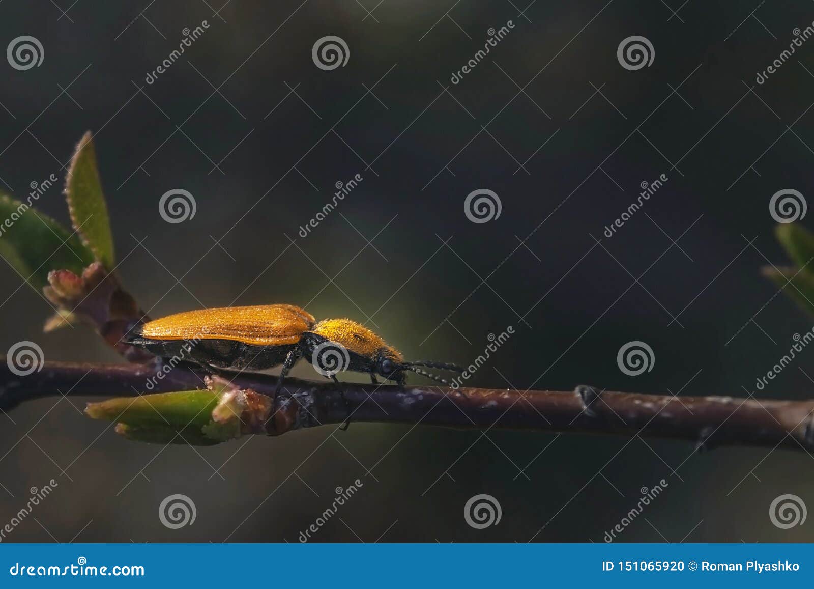 Beetle That Looks Like An Alien Overlord Stock Photography ...