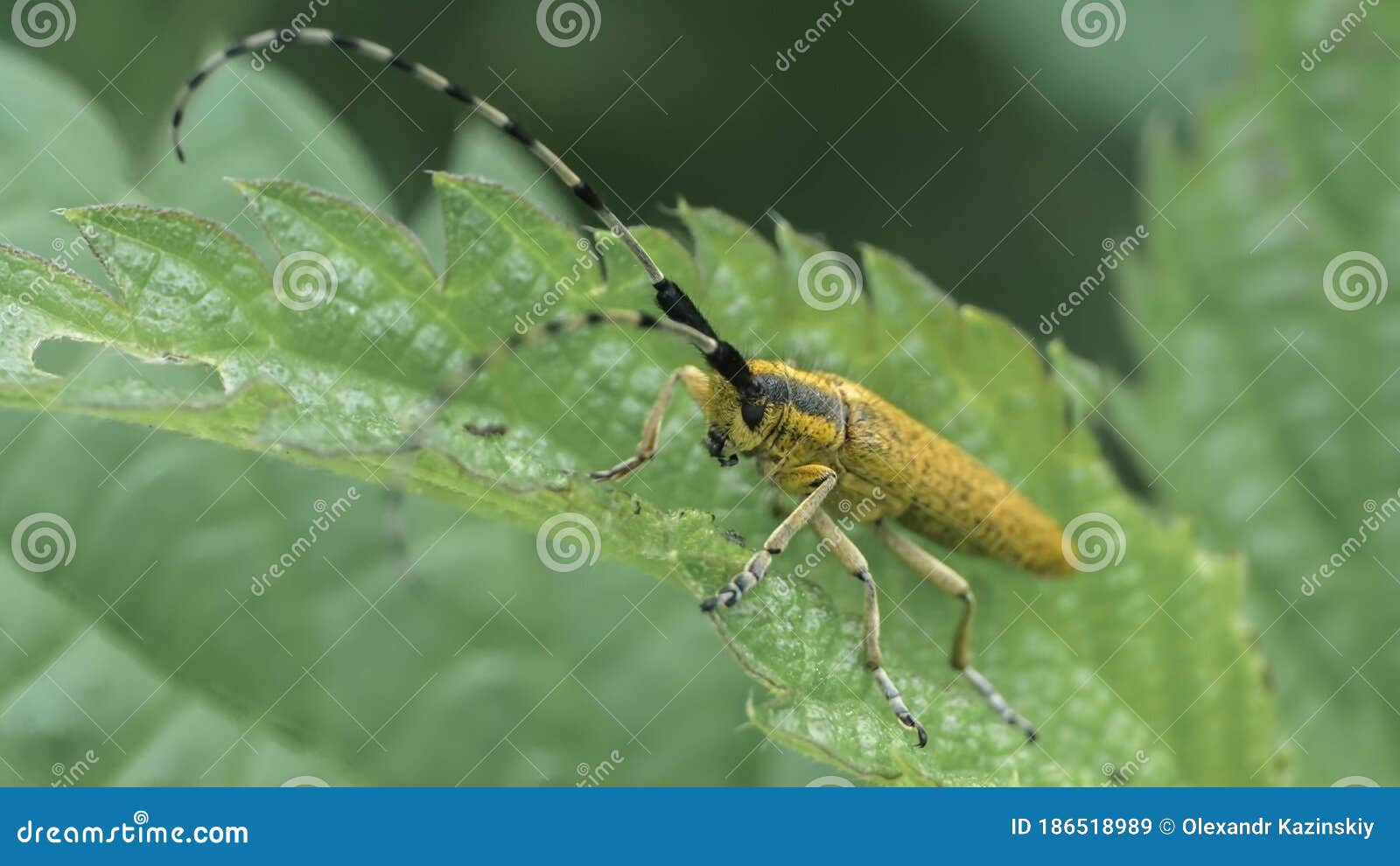Yellow Beetle with Long Striped Antennae on a Leaf Stock Image - Image ...