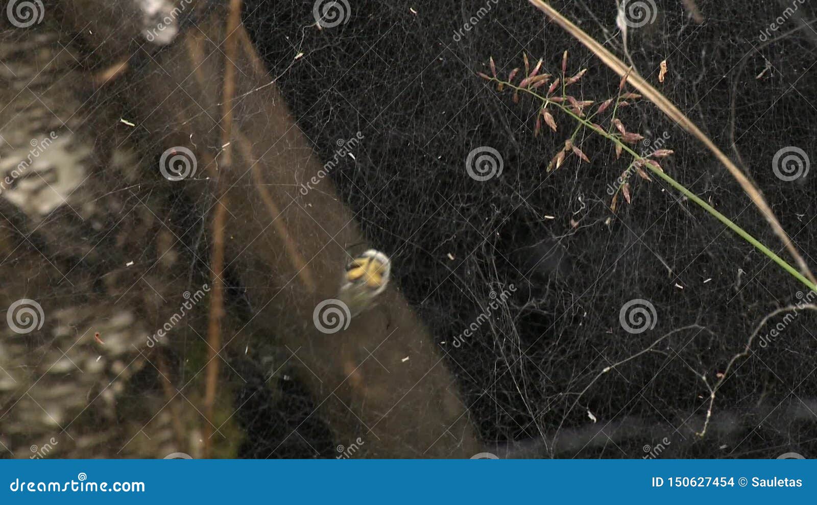 Yellow Beetle Walk through Cobweb Spider Web Stock Footage - Video of ...