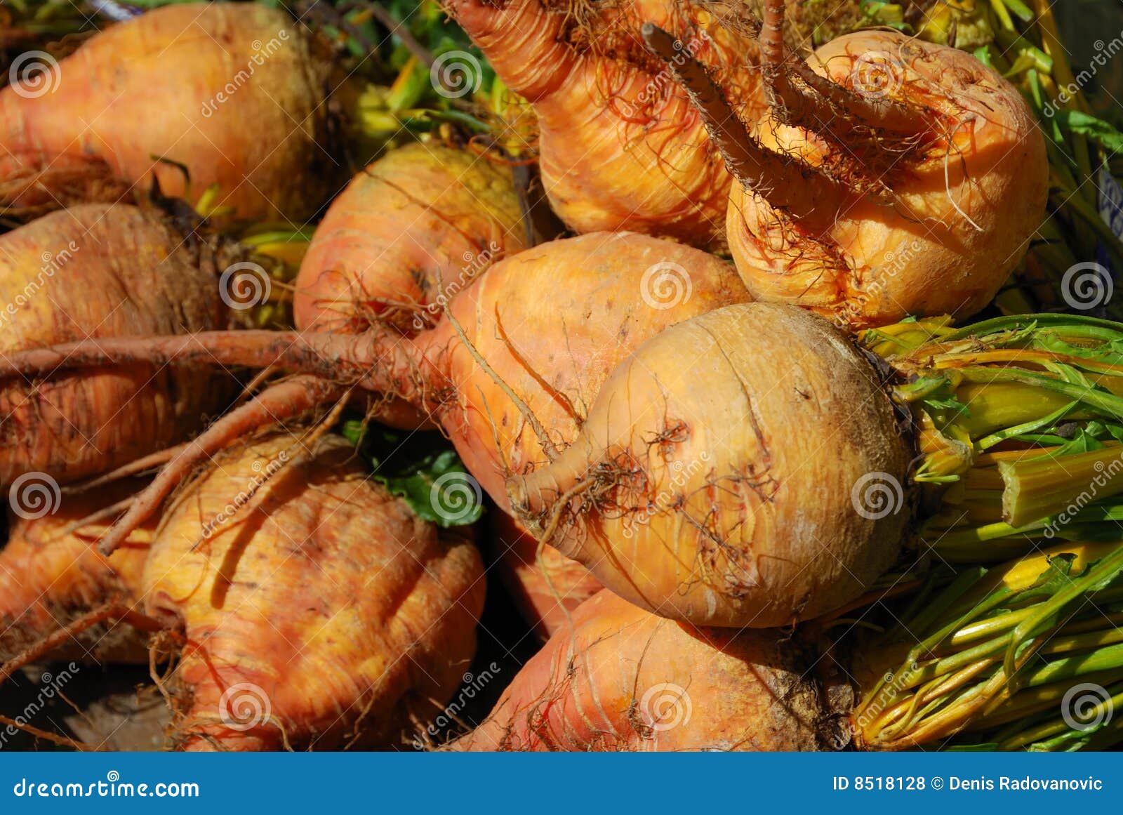 Yellow Beets stock photo. Image of nature, sunlight, farm - 8518128