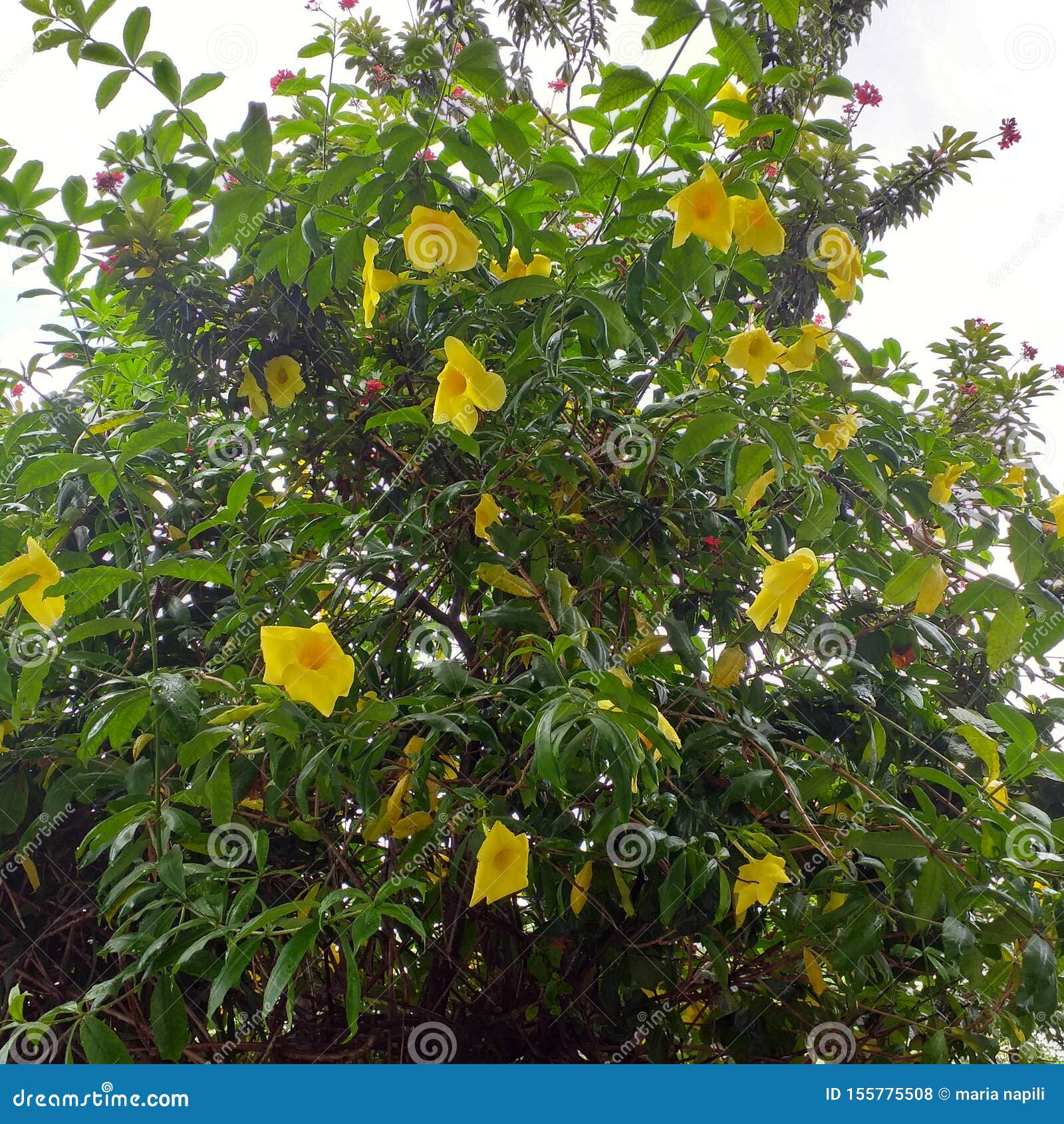 Yellow Bell Allamanda Philippines 2019 Stock Photo - Image of allamanda ...