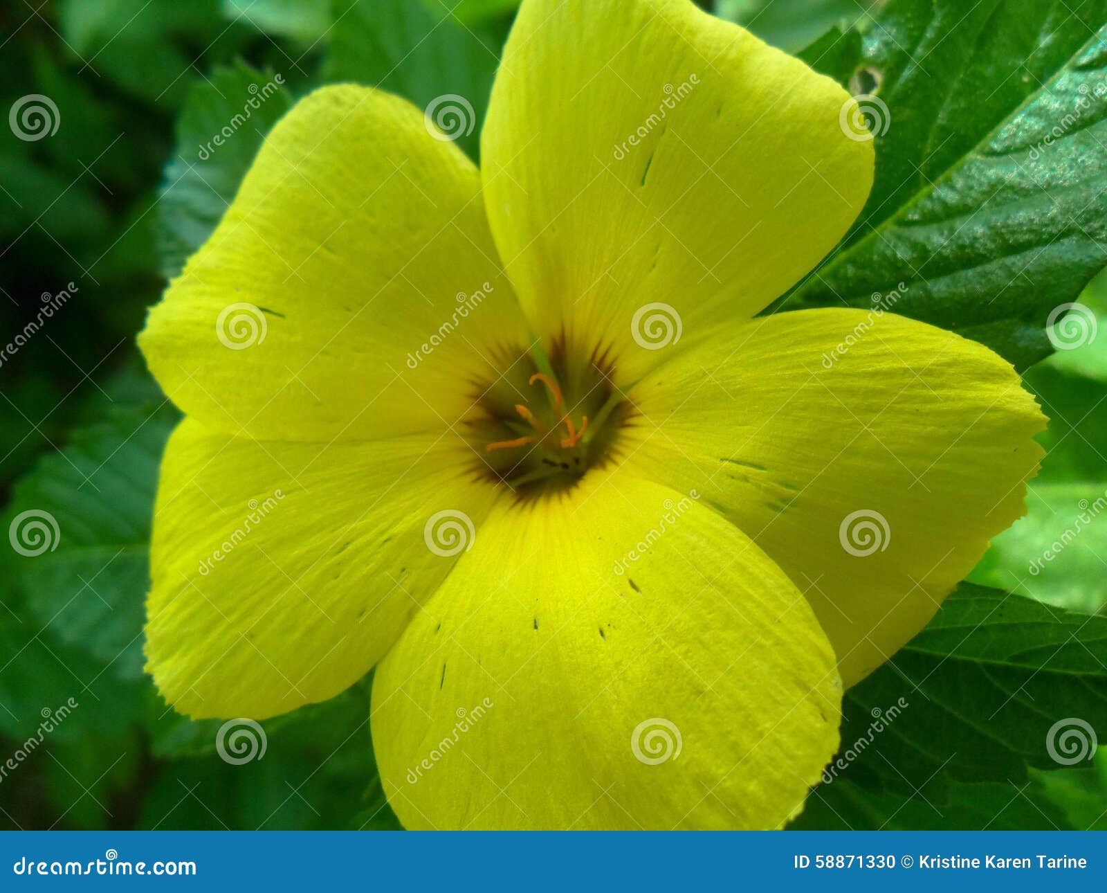 Yellow Bell Close Up Image stock photo. Image of background - 58871330
