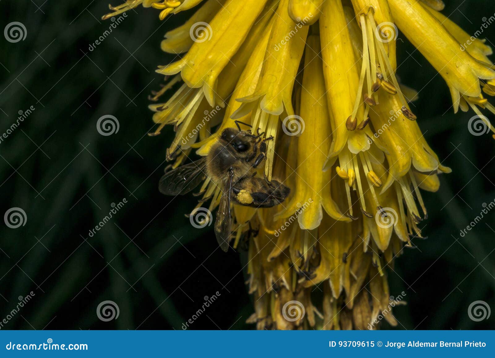 Yellow Bell Flowers and a Bee Stock Image - Image of light, daylight ...