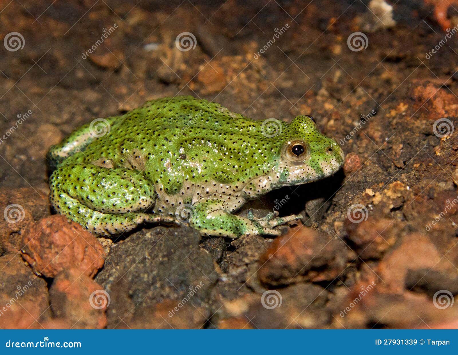 Yellow-bellied Fire-bellied Toads. Stock Image - Image of querformat ...