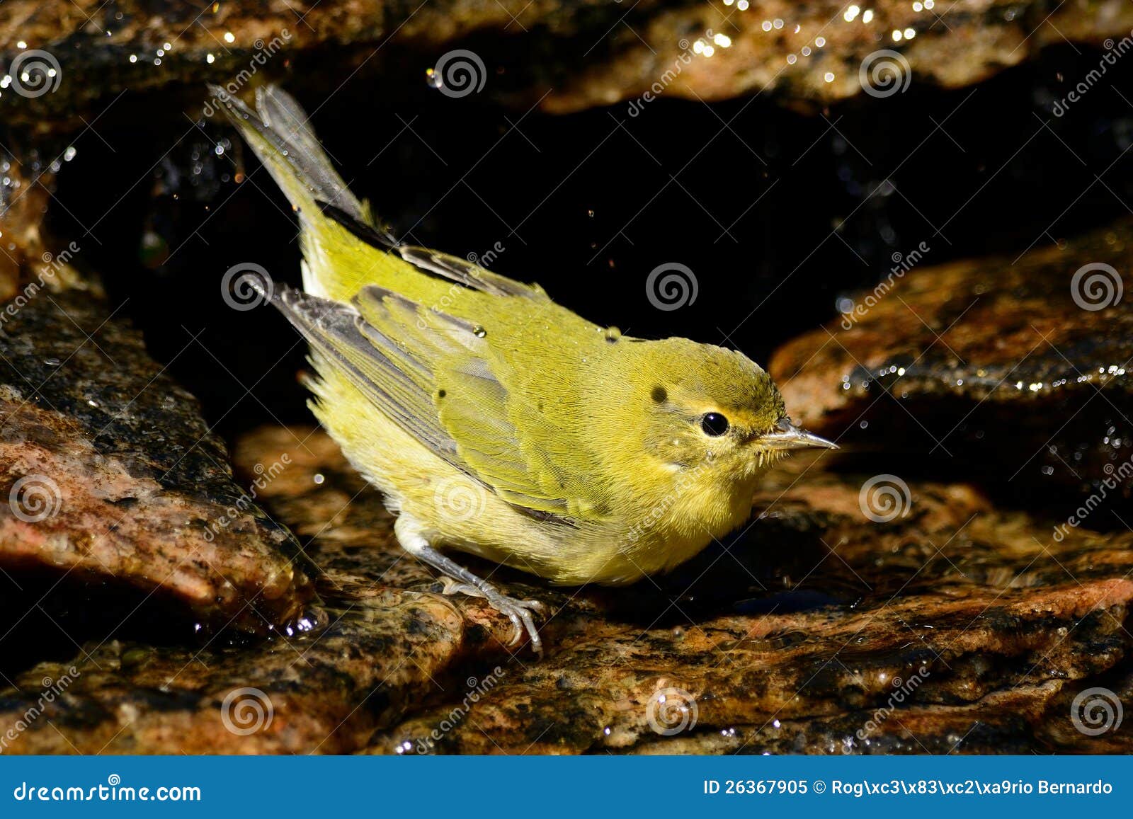 Yellow-bellied Flycatcher stock image. Image of greenish - 26367905