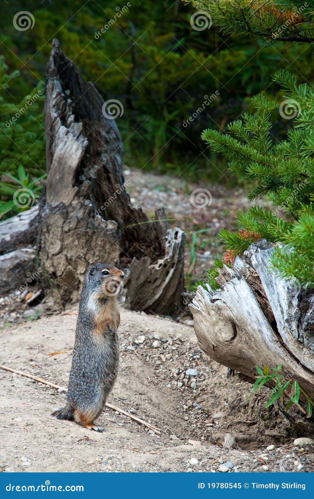 Yellow bellied Marmot stock image. Image of natural, adorable - 19780545