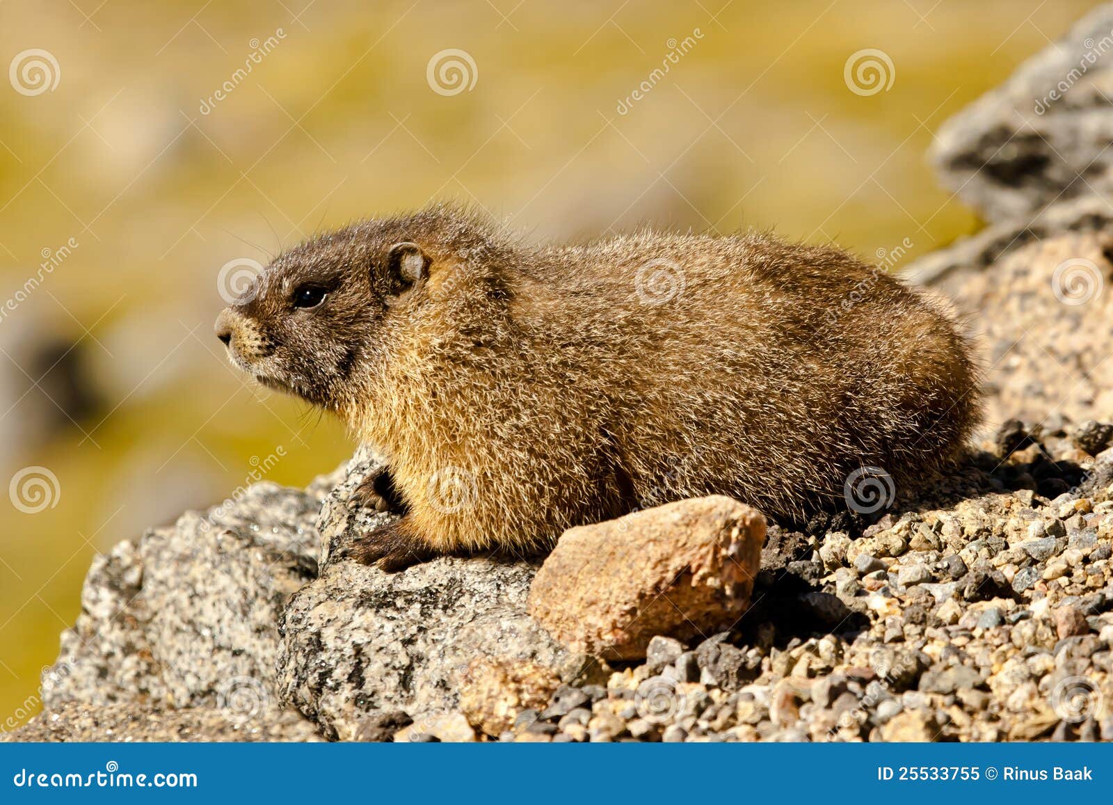 Yellow-Bellied Marmot stock image. Image of yellow, squirrel - 25533755