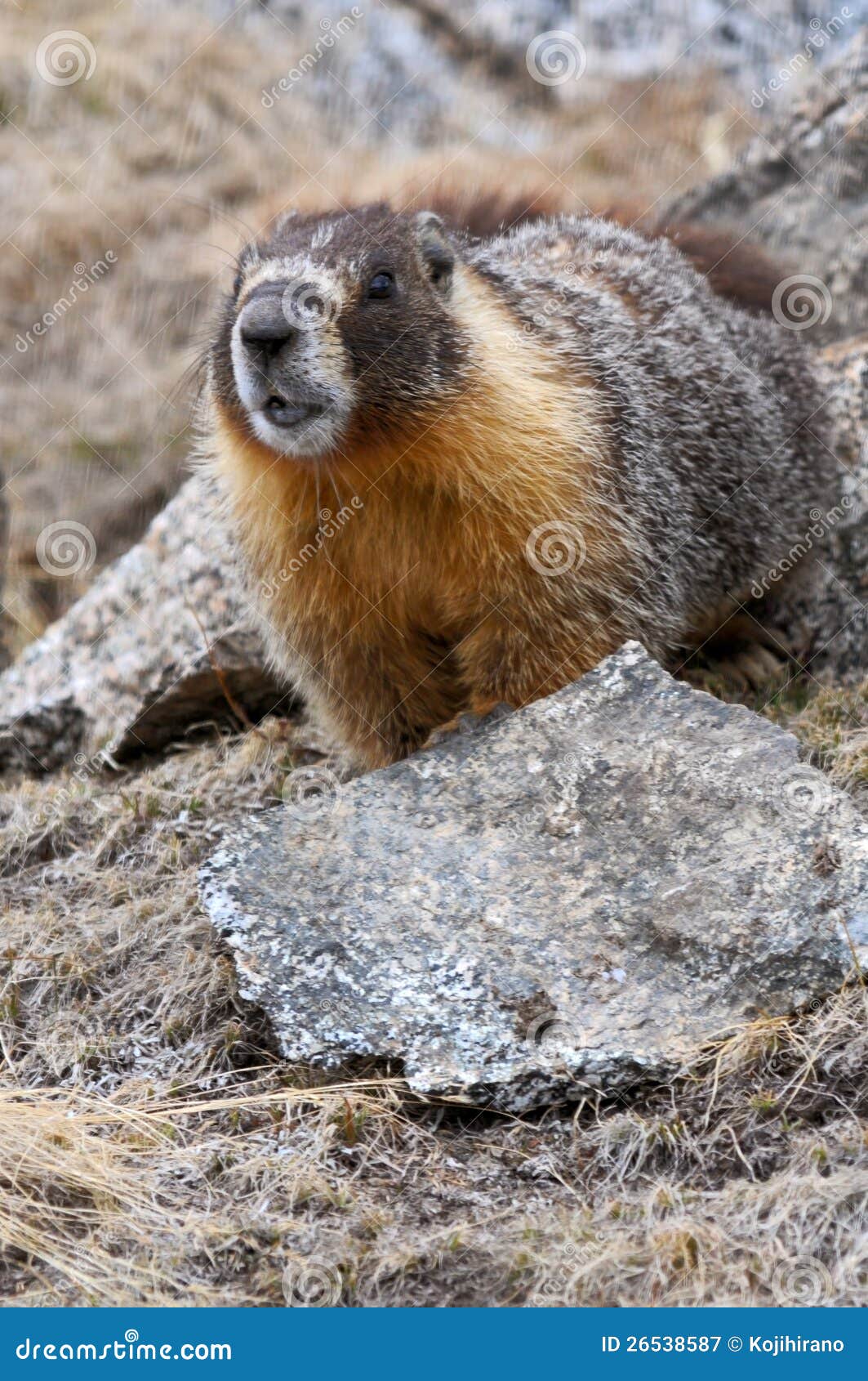 Yellow-bellied marmot stock image. Image of mammals, bellied - 26538587