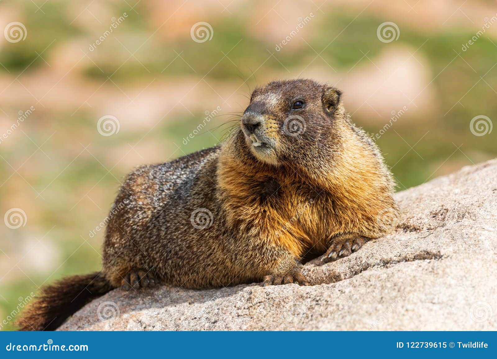 Yellow-bellied Marmot stock image. Image of bellied - 122739615