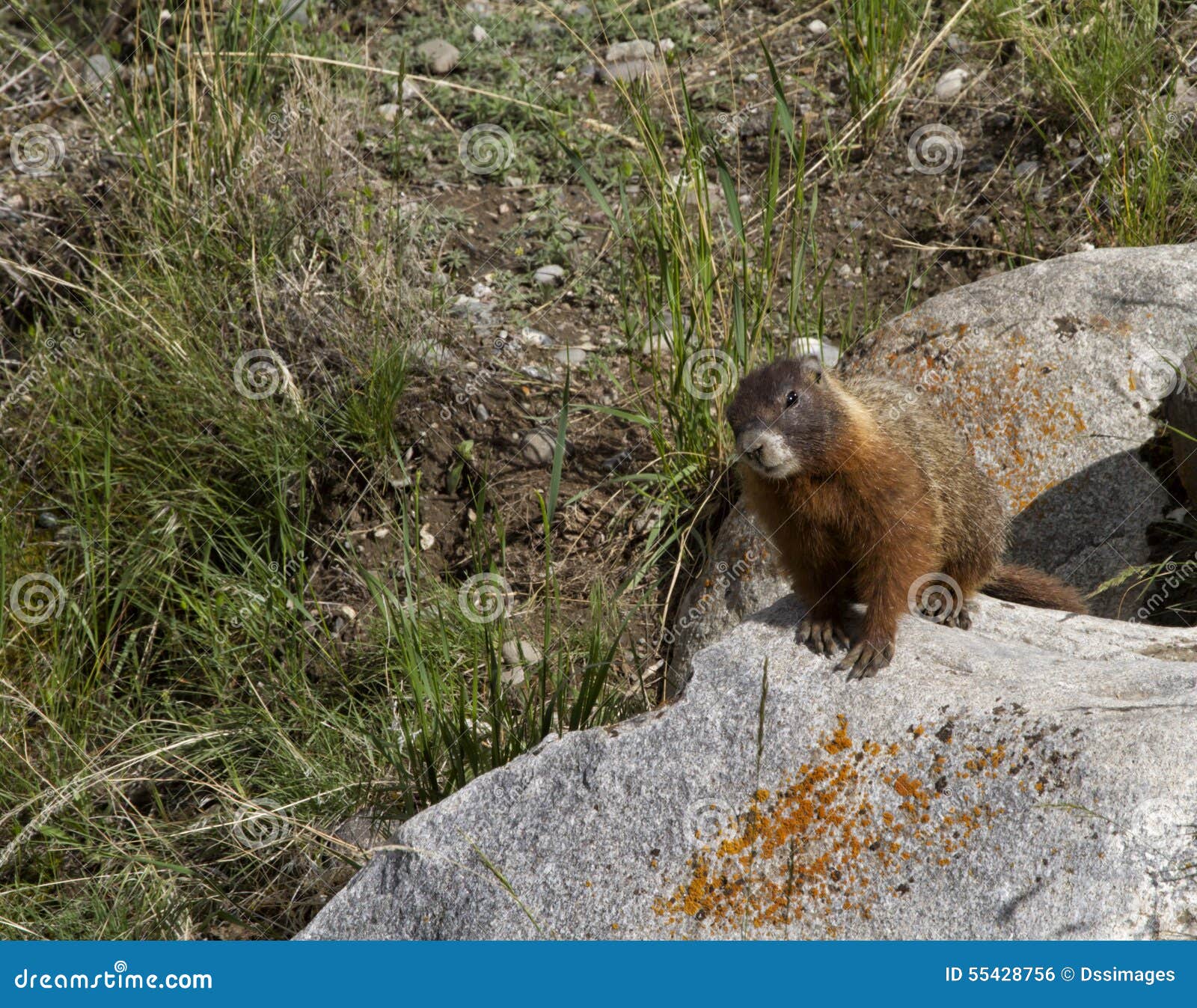 Yellow Bellied Marmot on a Rock Stock Photo - Image of wildlife ...