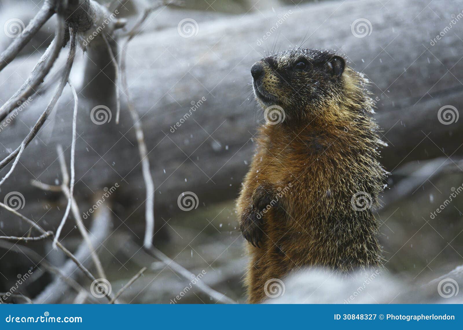 Yellow-bellied Marmot Standing on Hind Legs by Fallen Tree Trunk Stock ...