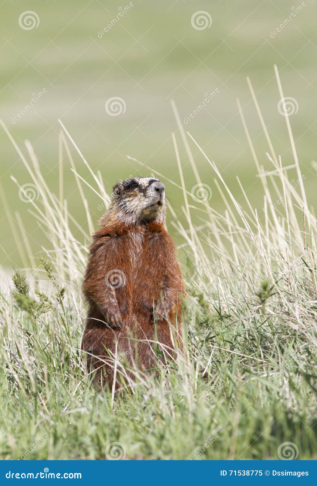 Yellow Bellied Marmot Standing Stock Image - Image of marmota, rodent ...