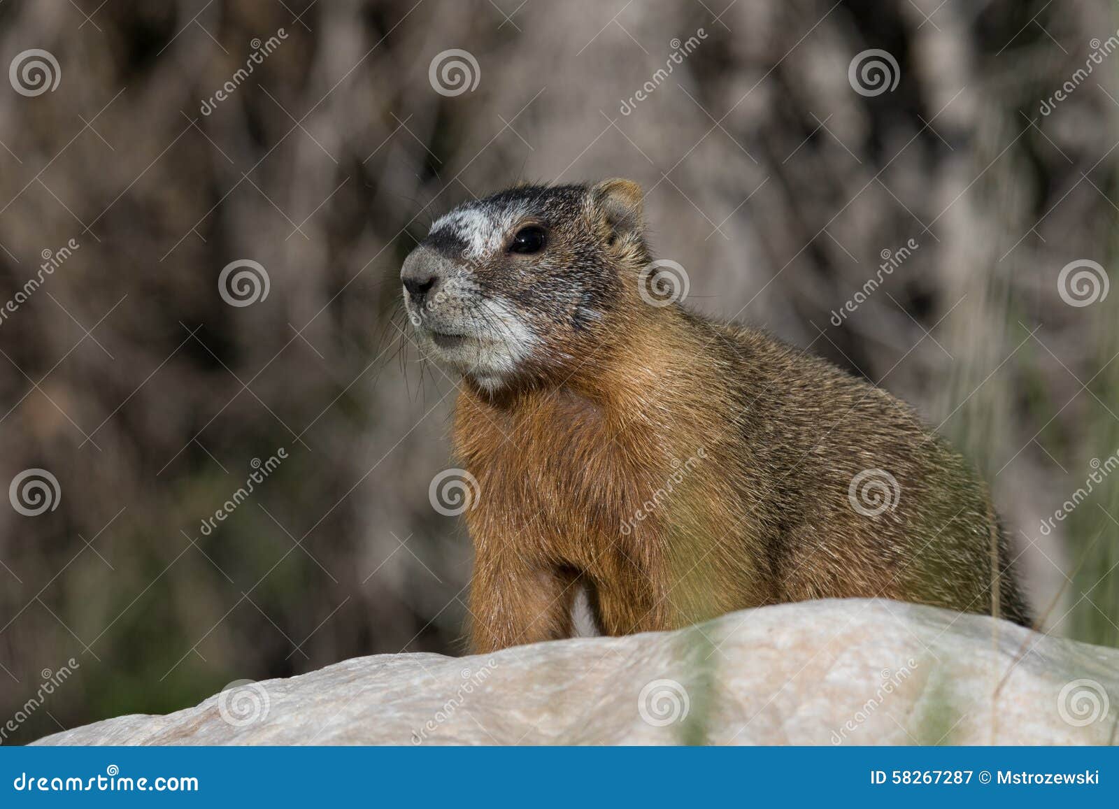 Yellow Bellied Marmot Standing on a Rock Stock Image - Image of head ...