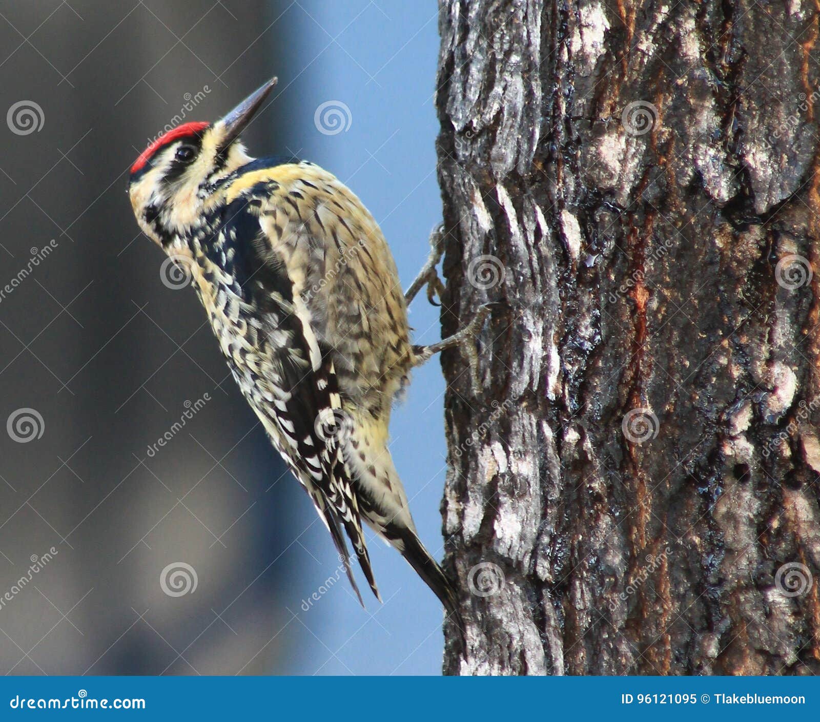 Yellow-bellied Sapsucker L stock image. Image of black - 96121095