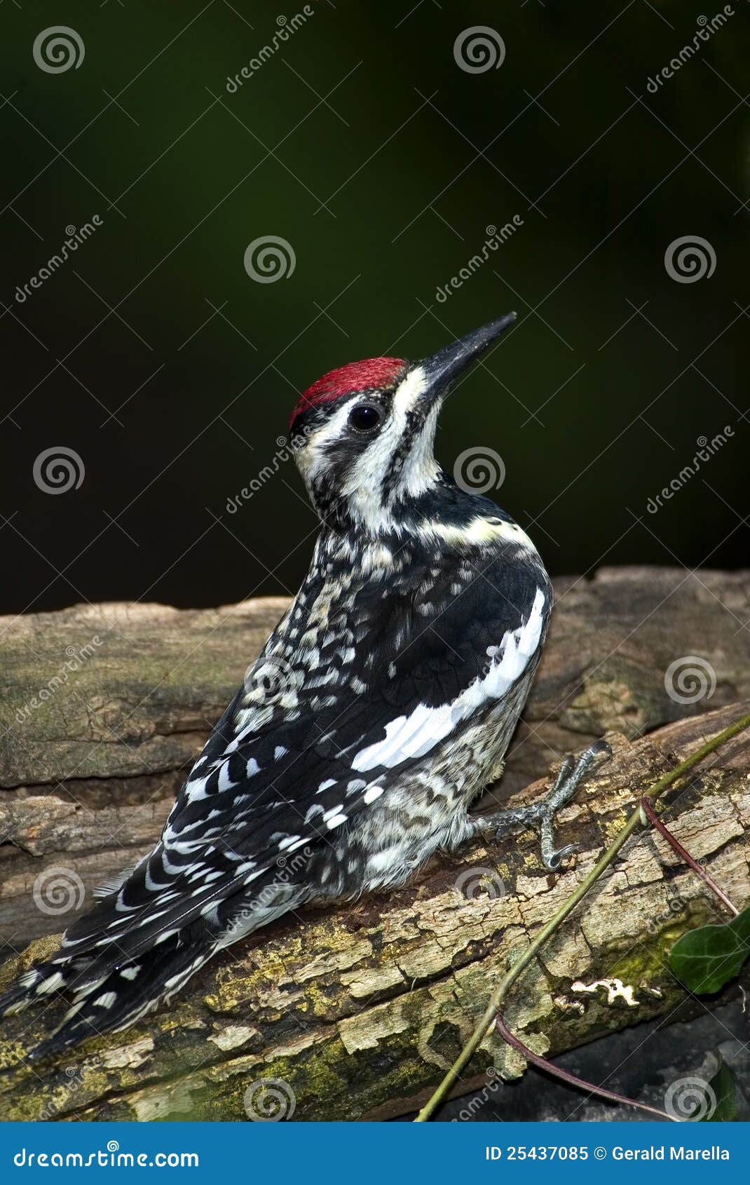 Yellow-bellied Sapsucker (Sphyrapicus Varius) Stock Image - Image of ...