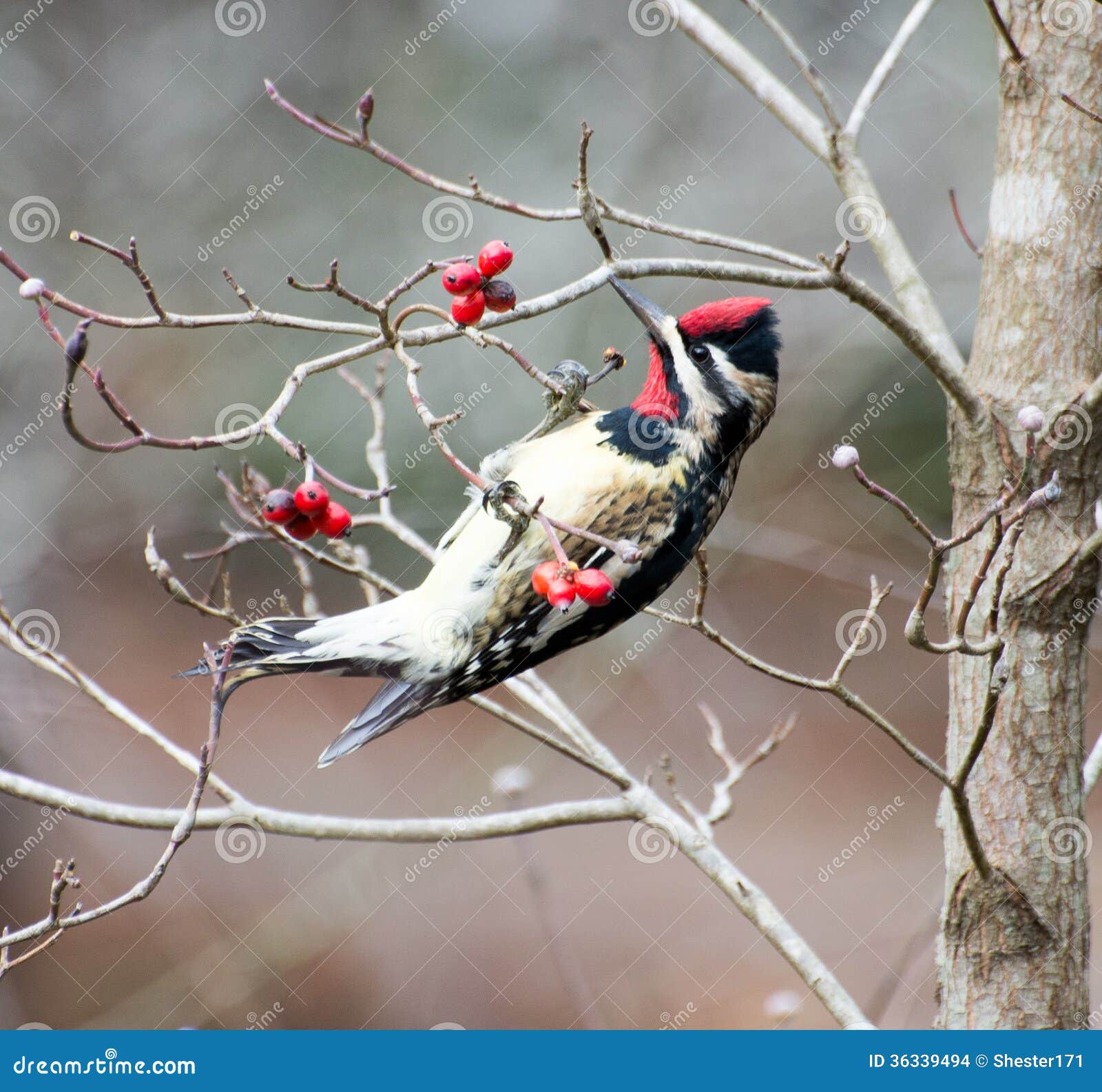 Yellow-bellied Sapsucker (Sphyrapicus Varius) Stock Photo - Image of ...