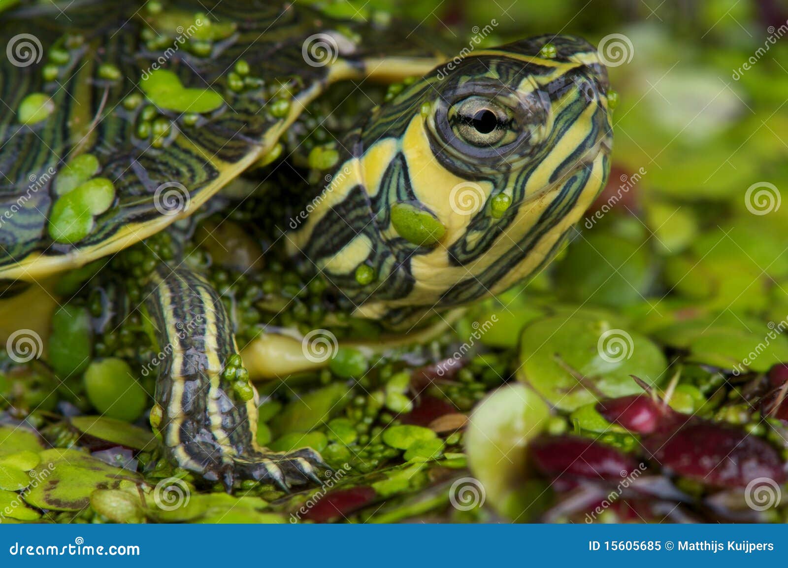 Yellow-bellied slider stock image. Image of bellied, swamp - 15605685