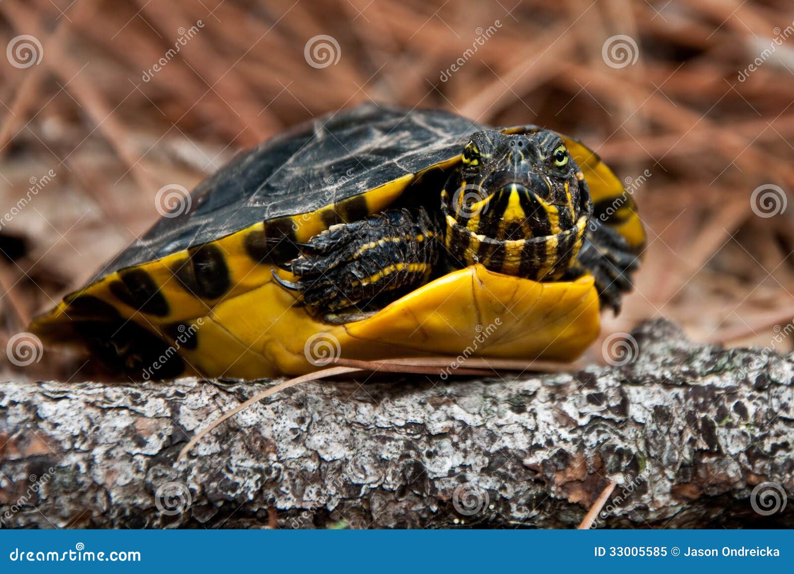 Yellow-bellied Slider stock image. Image of florida, growth - 33005585